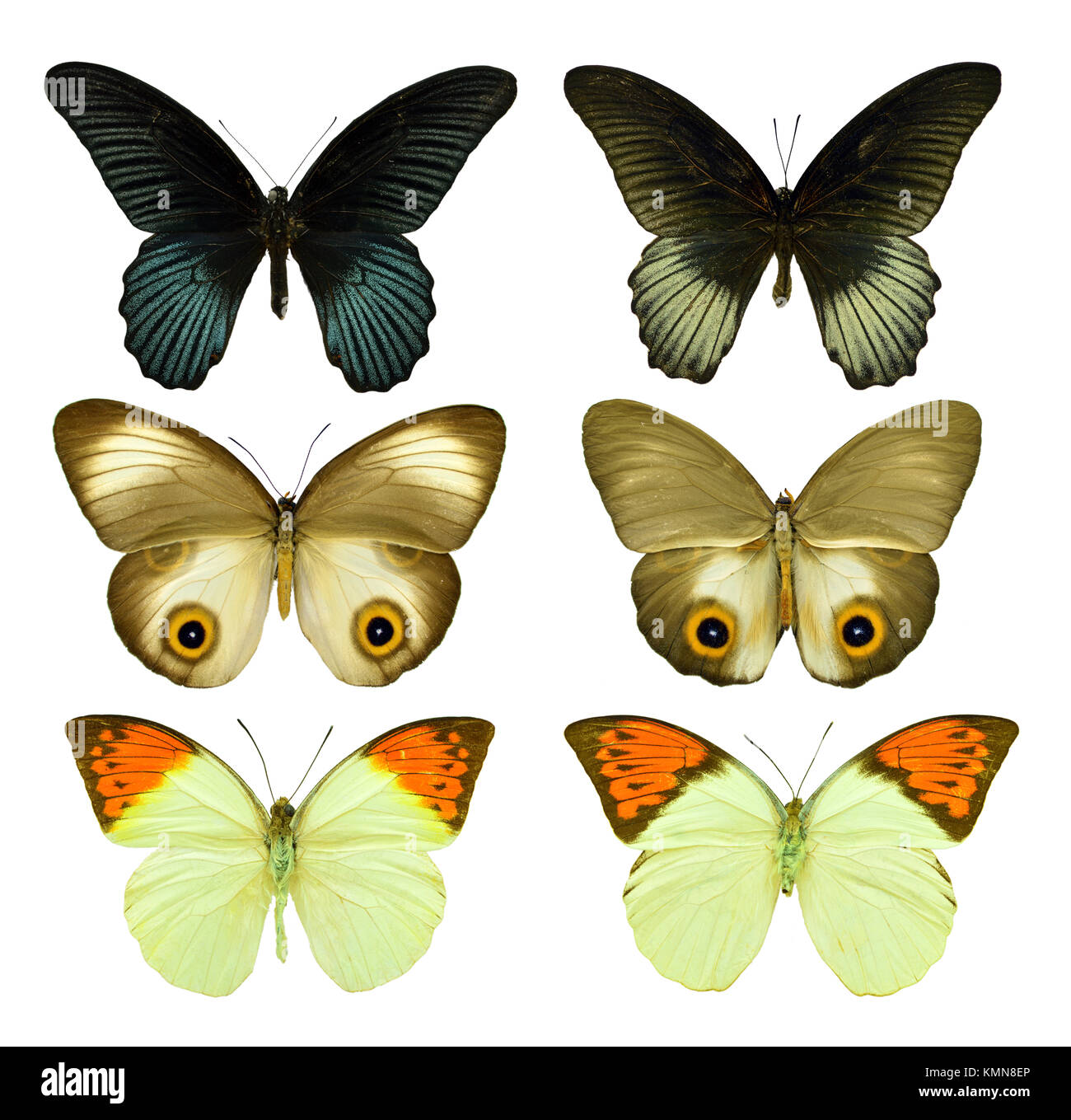Collection of rainforest butterflies hi-res stock photography and ...