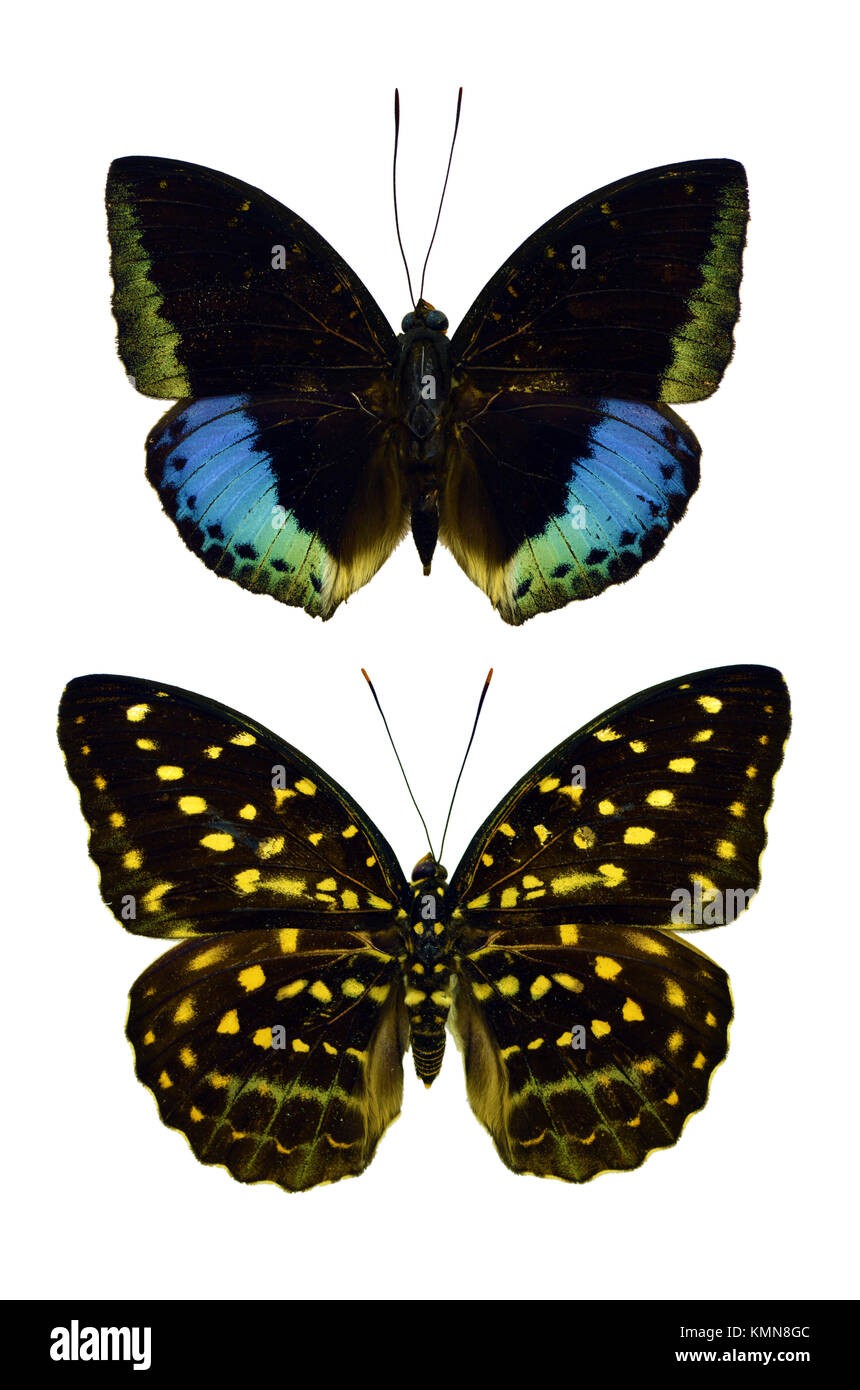 Collection of beautiful exotic colorful butterflies isolated on white ...