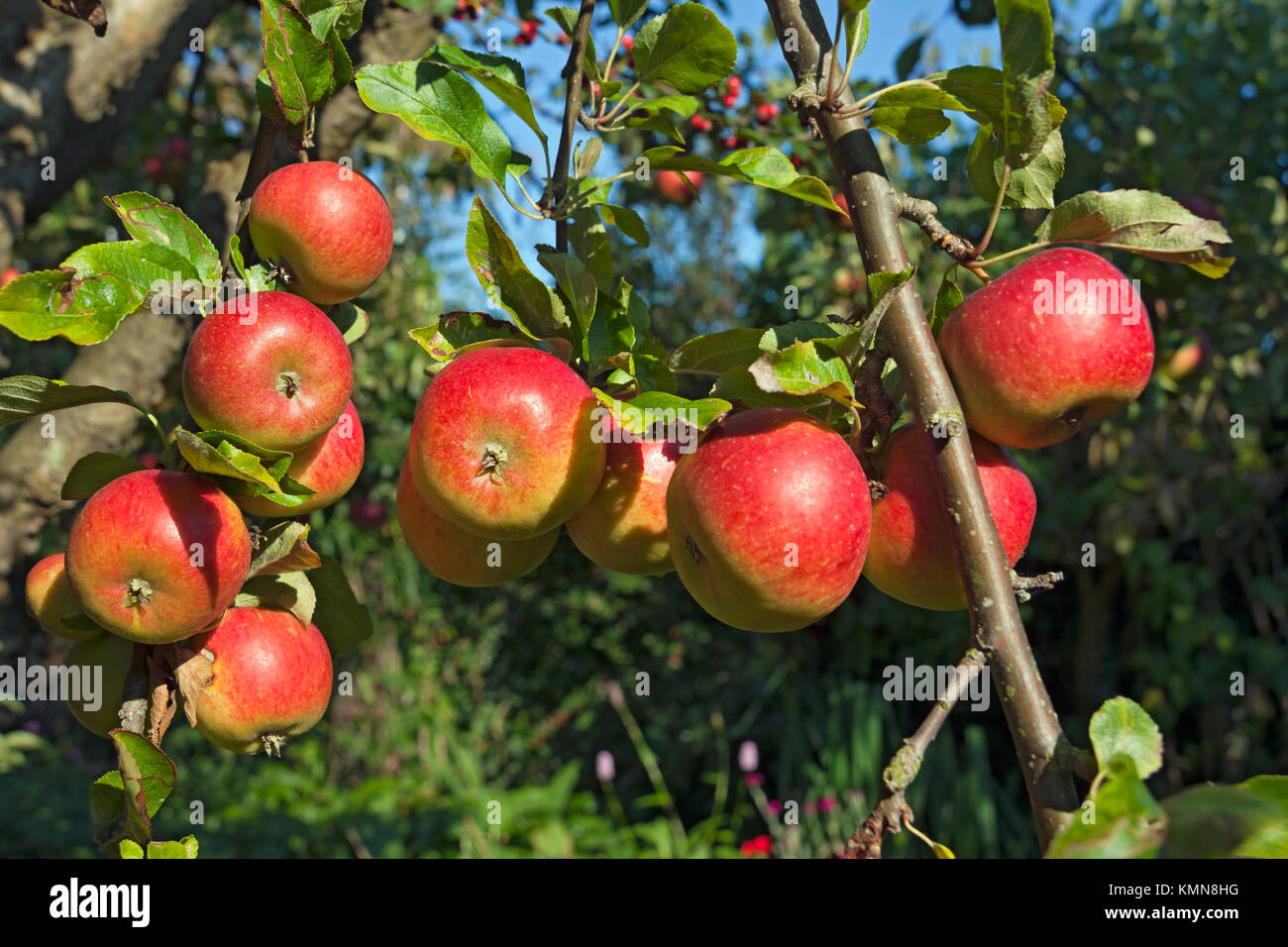 Close up of Charles Ross apple apples fruit fruits growing on a tree in ...