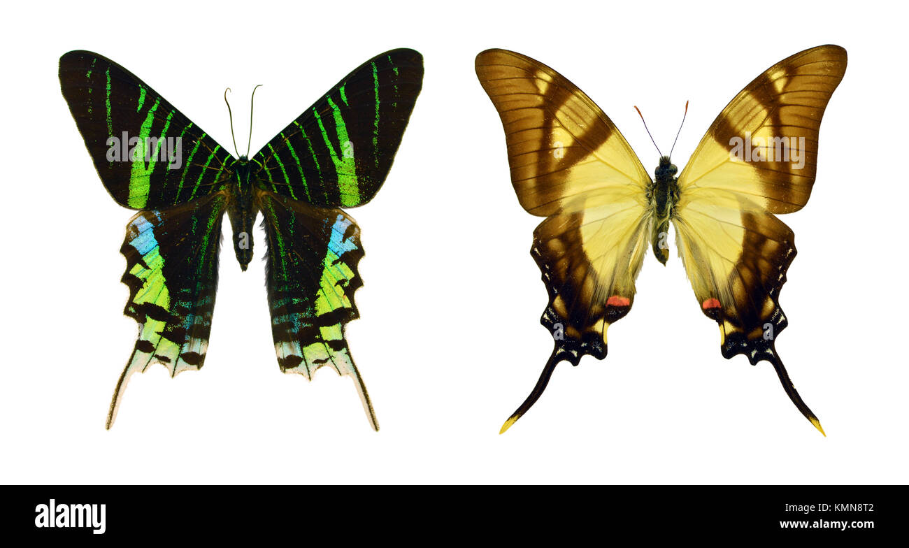 Collection of beautiful exotic colorful butterflies isolated on white ...