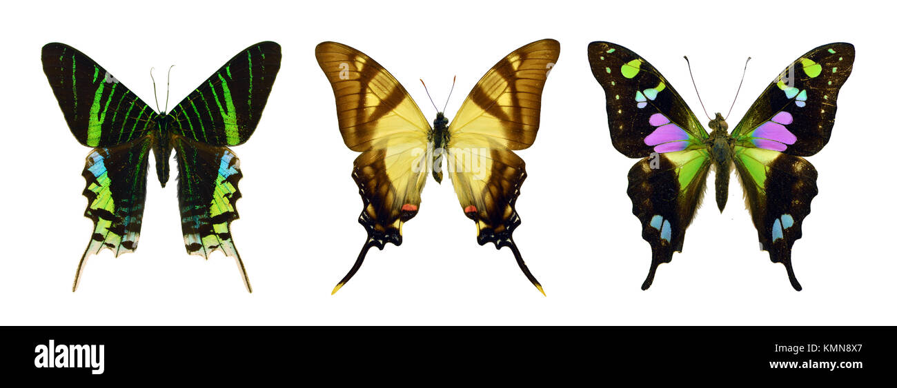 Collection of beautiful exotic colorful butterflies isolated on white ...