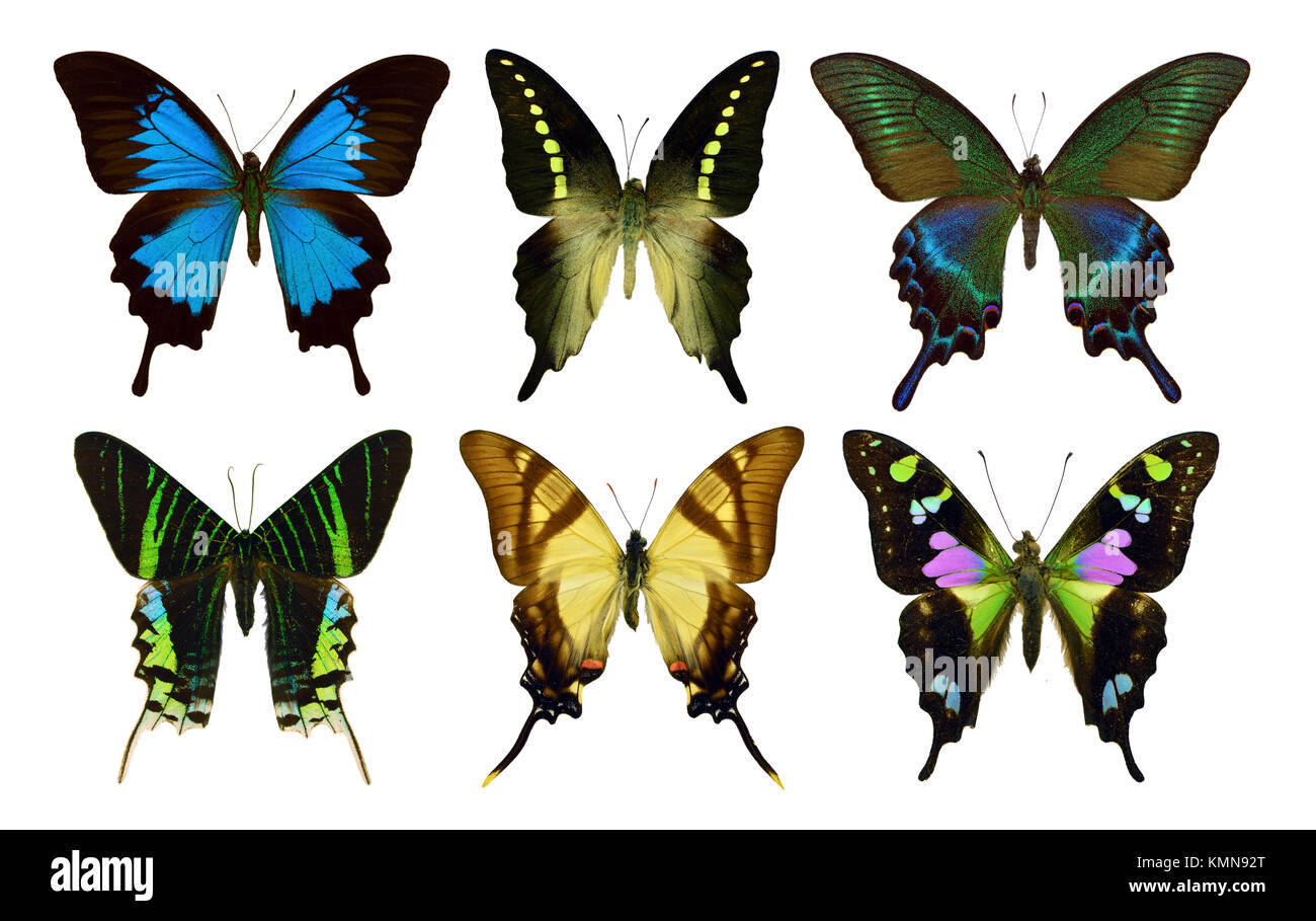 Collection of beautiful exotic colorful butterflies isolated on white ...