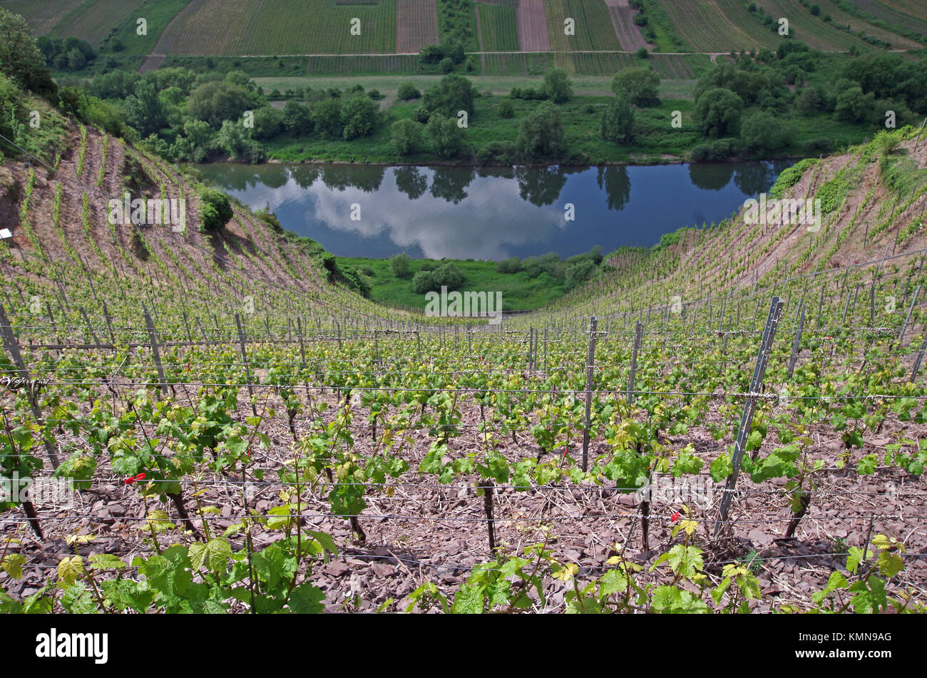Bremm Calmont, Germany: Mosel vineyard Stock Photo - Alamy