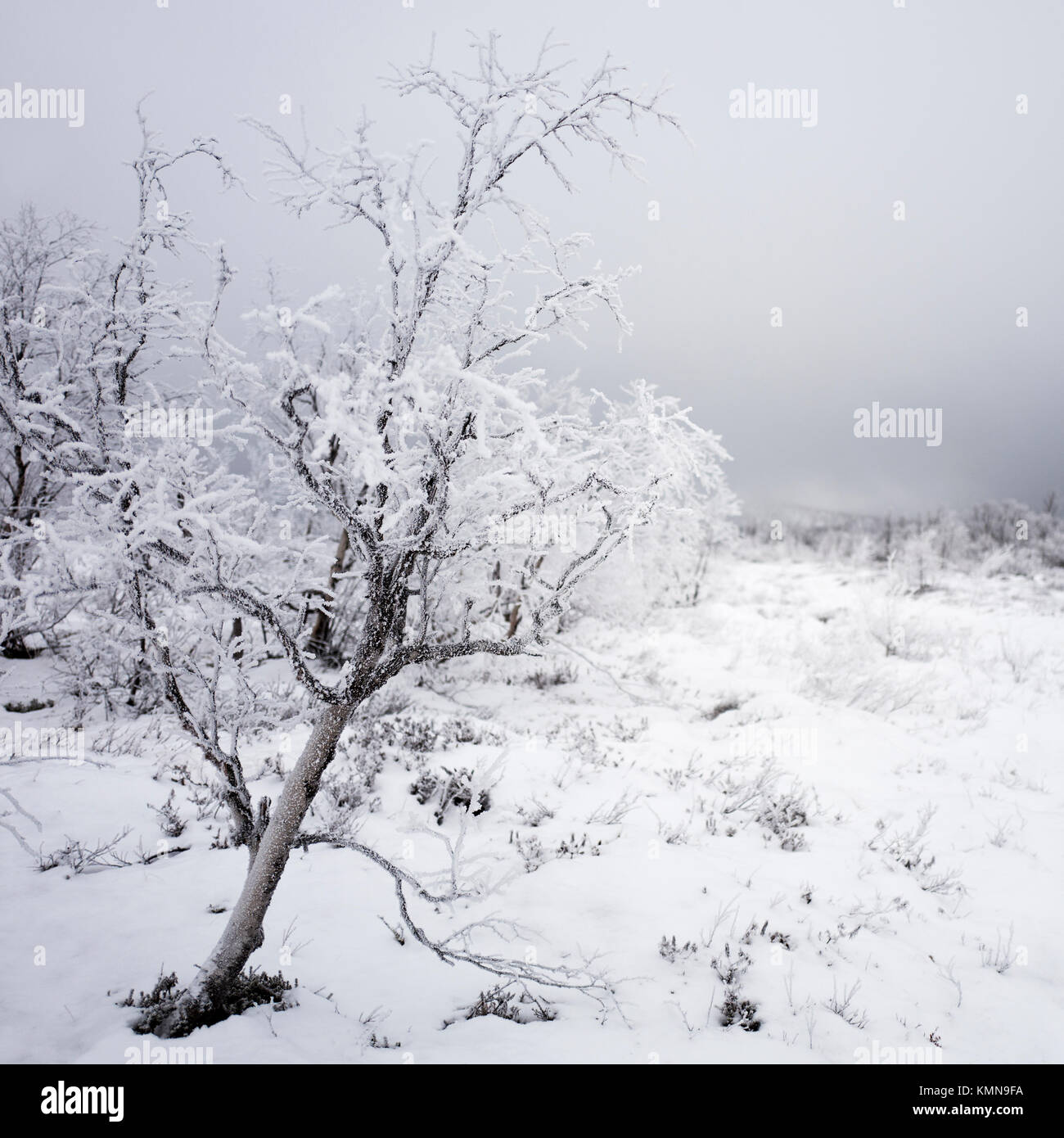Snowy Birch trees in Swedish Lapland Stock Photo - Alamy