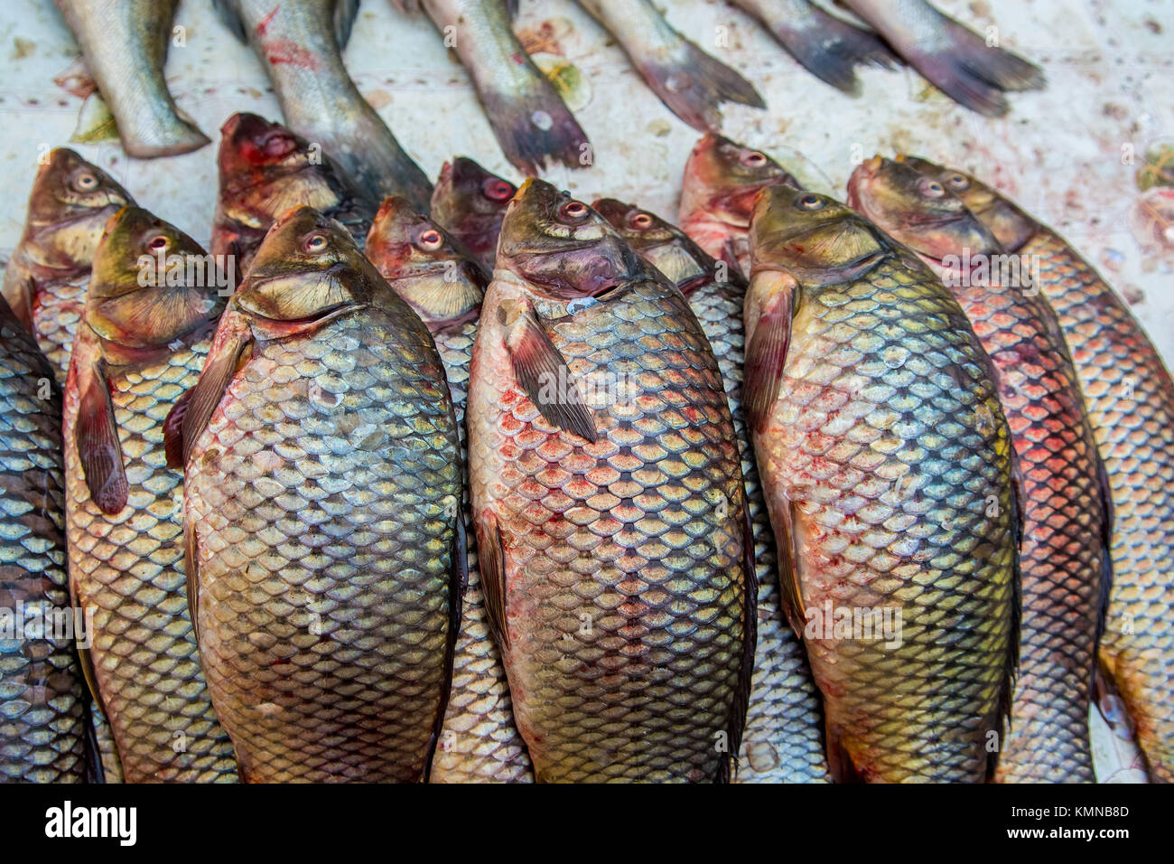 Close up fresh fish in supermarket Stock Photo - Alamy