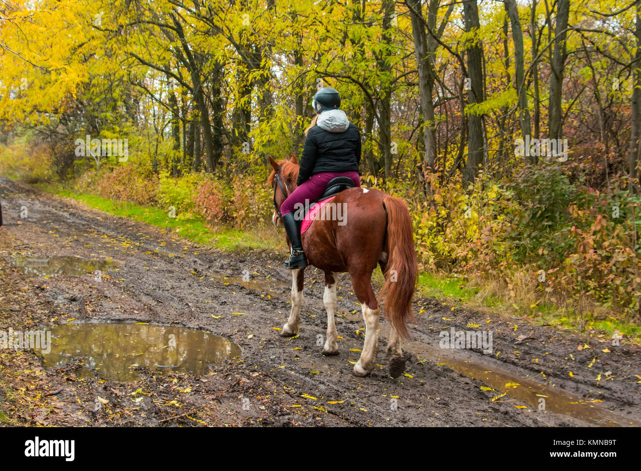 Back view of woman on horse Stock Photo - Alamy