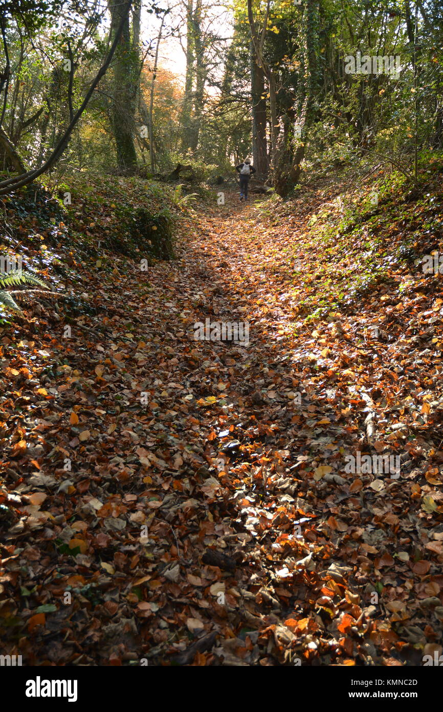 leafy path in the woods Stock Photo - Alamy