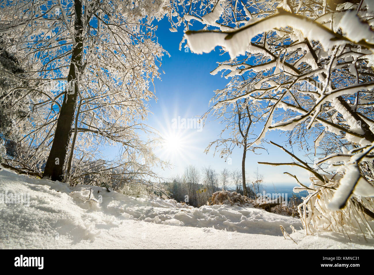 Scenic winter landscape with the sun, snow on trees and clear blue sky ...