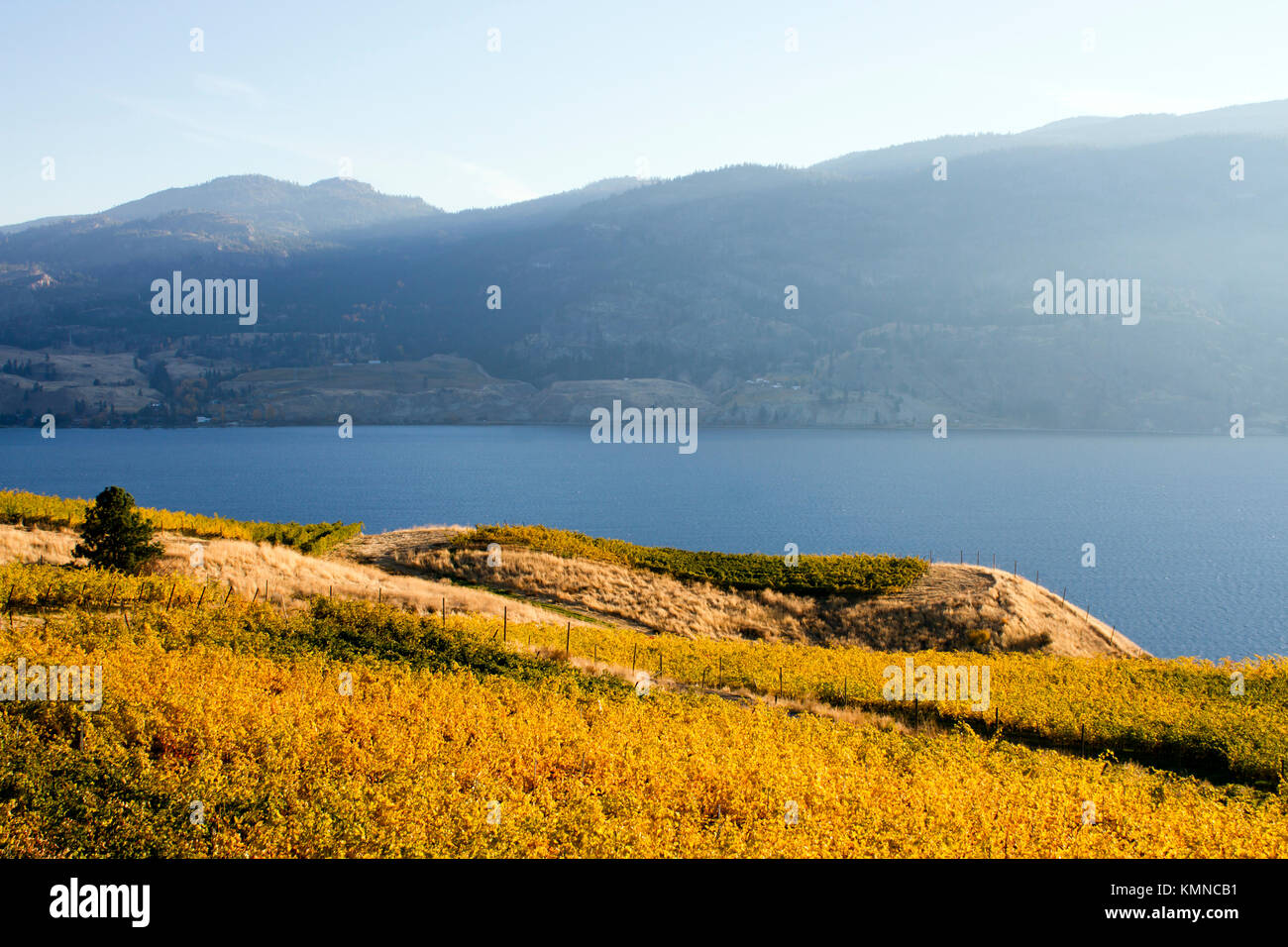 Fall colors in a grape vineyard overlooking Skaha Lake in the Okanagan ...