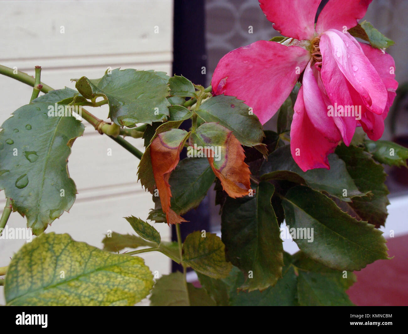 Rose bush leaves brown damaged by drought or disease Stock Photo - Alamy