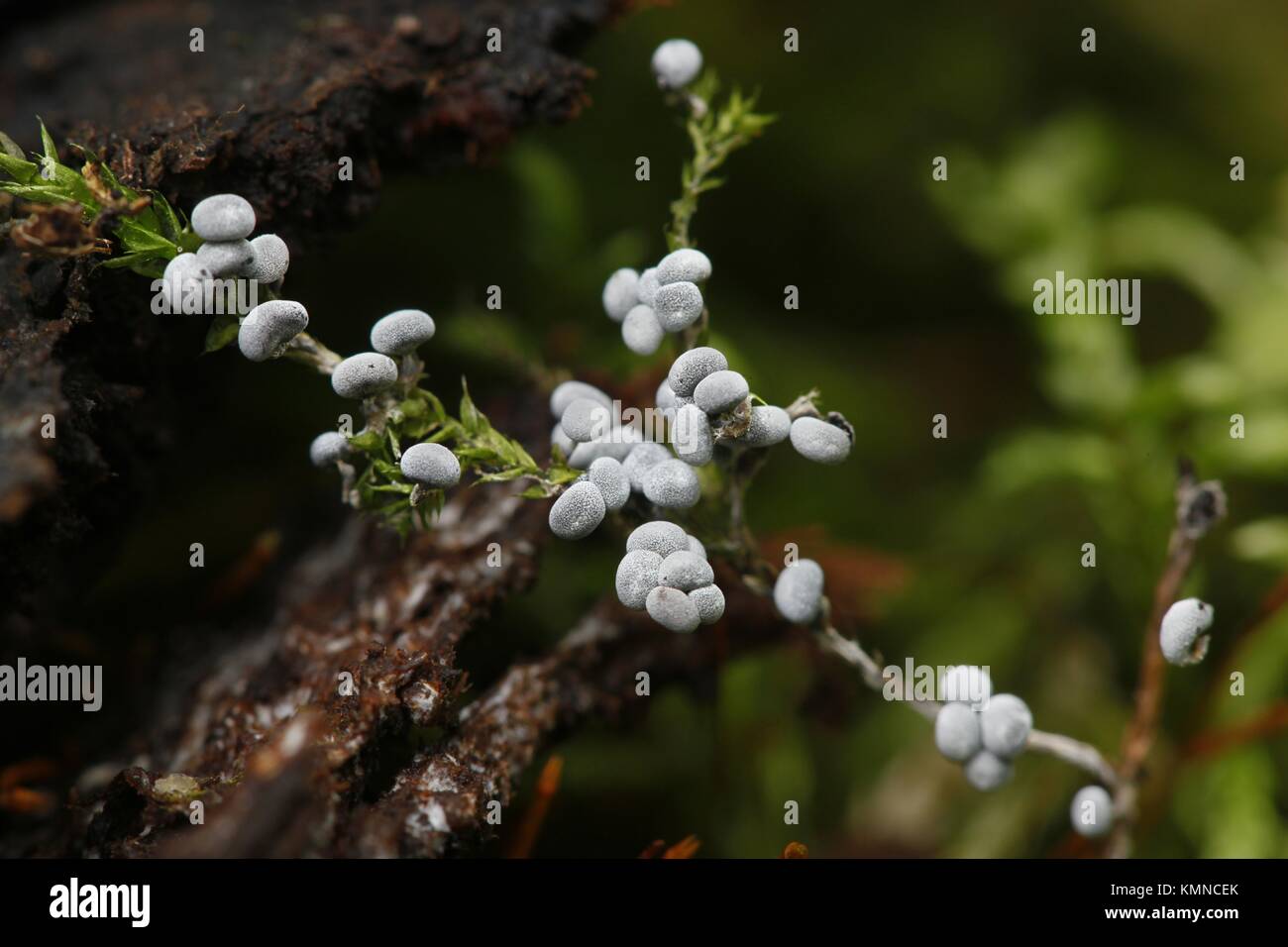 Badhamia Panicea High Resolution Stock Photography and Images - Alamy