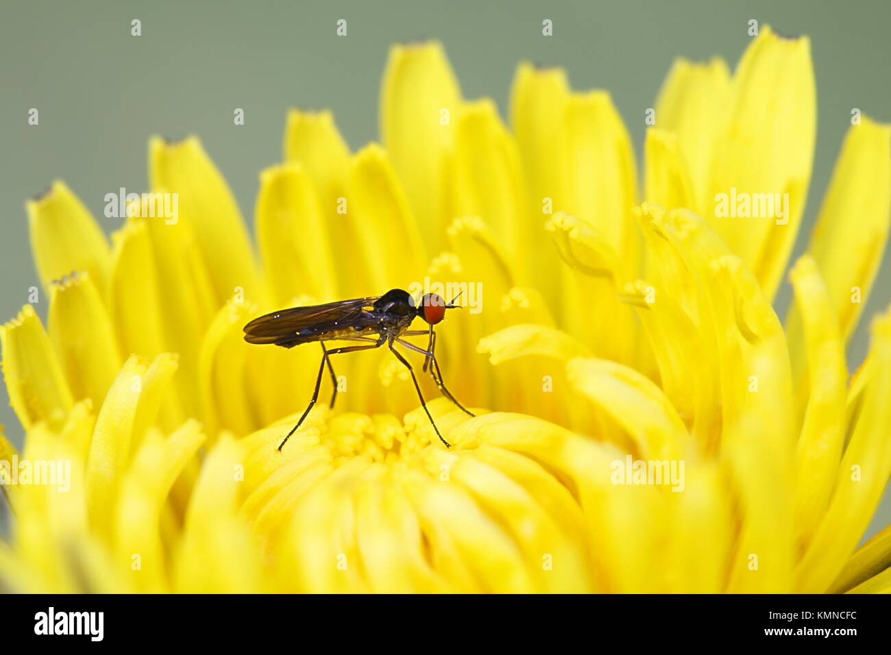Dance fly, Rhamphomyia nigripennis Stock Photo - Alamy