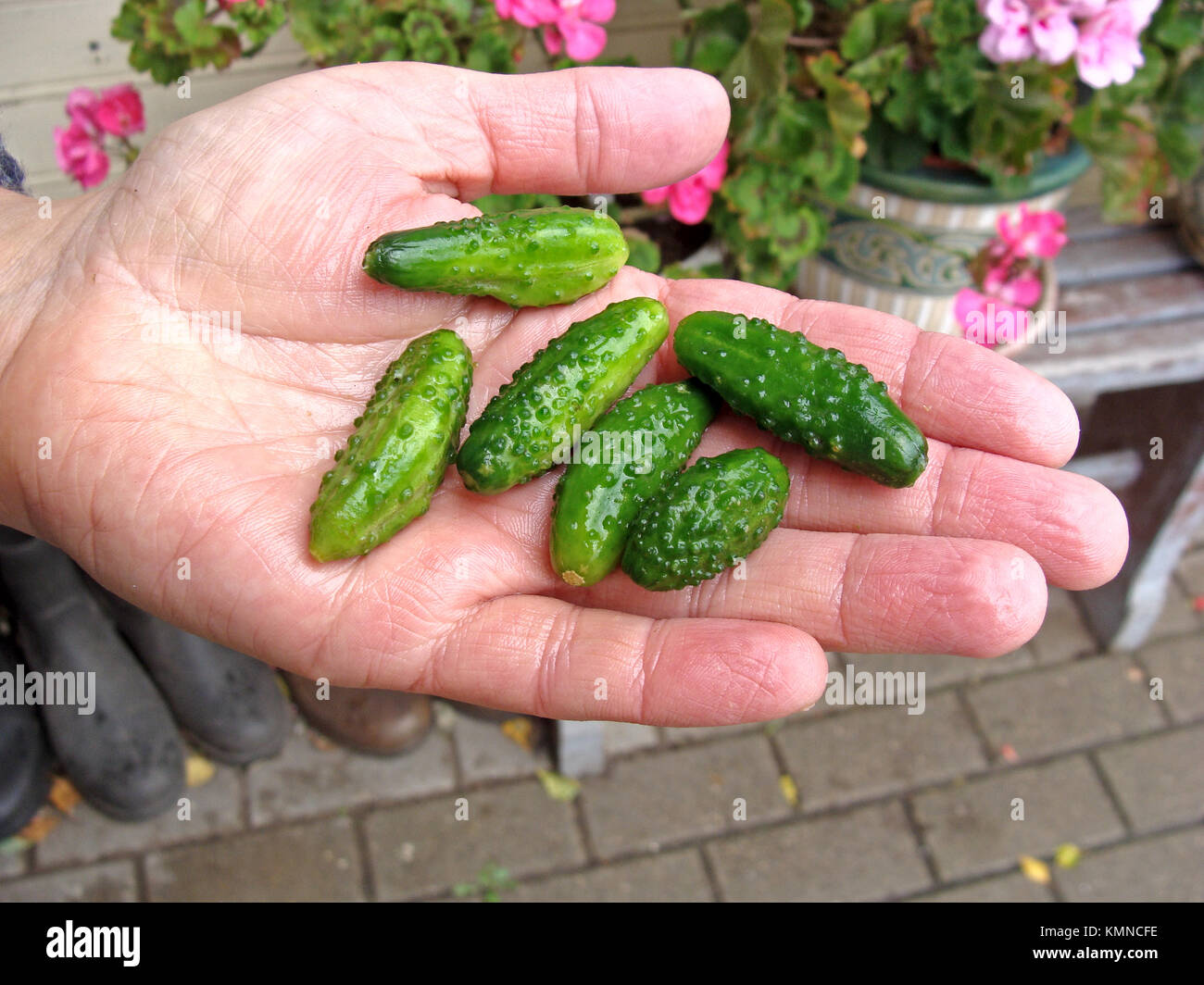 Hand holding small washed cucumbers or gherkins close up Stock Photo ...