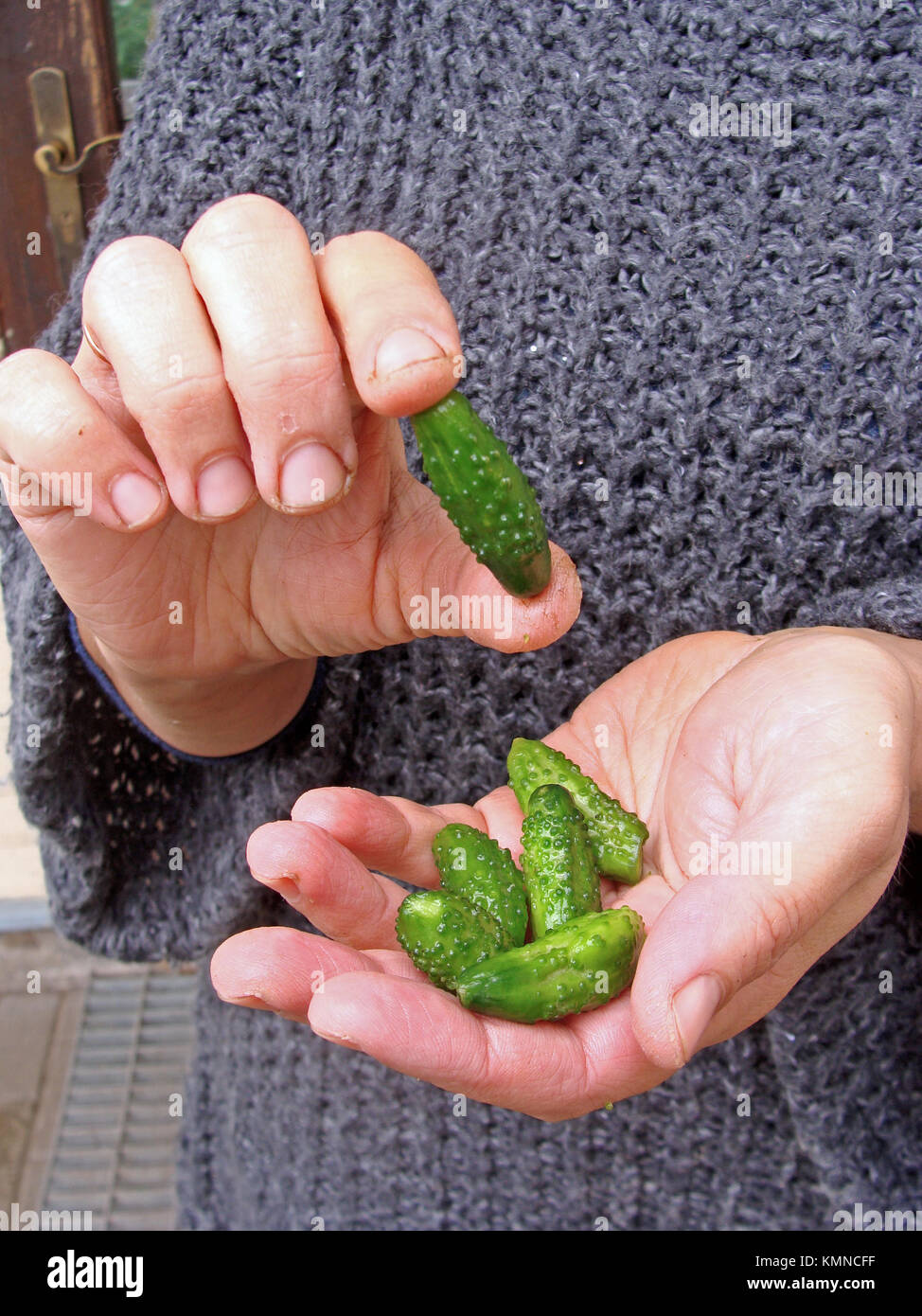 Hand holding small washed cucumbers or gherkins close up Stock Photo ...