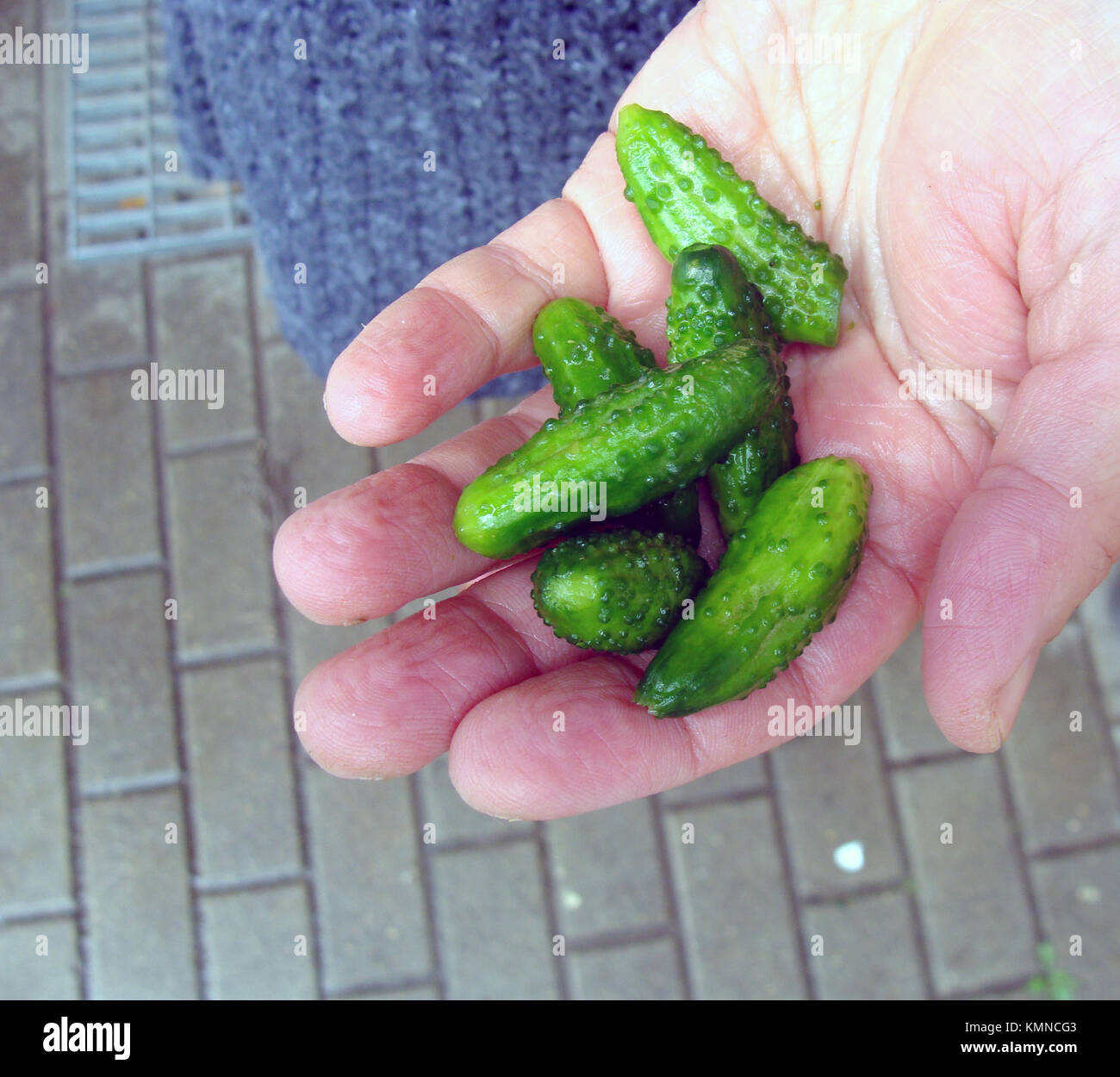 Hand holding small washed cucumbers or gherkins close up Stock Photo ...