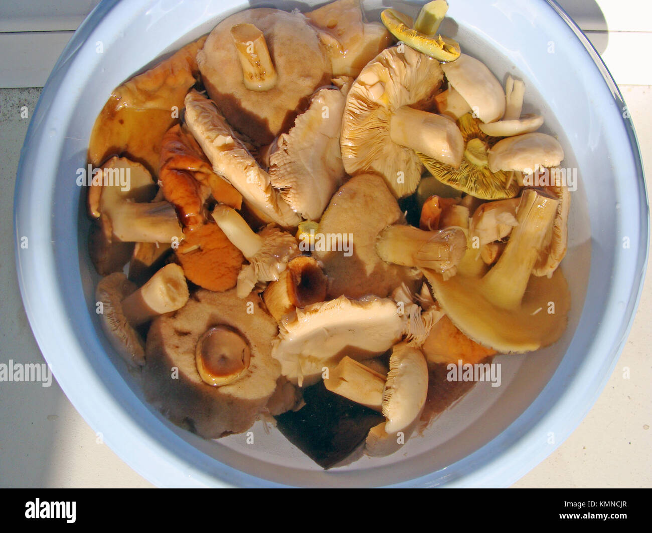 Boiled mushrooms in bowl with water close up Stock Photo - Alamy