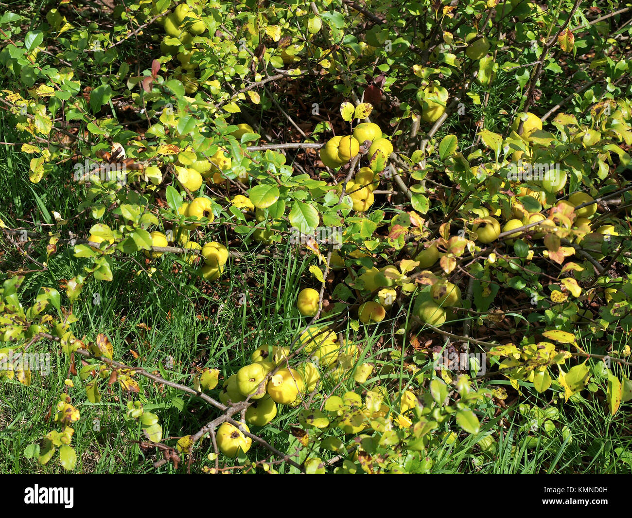 Quince shrub with ripe fruits close up growing in flower bed Stock ...