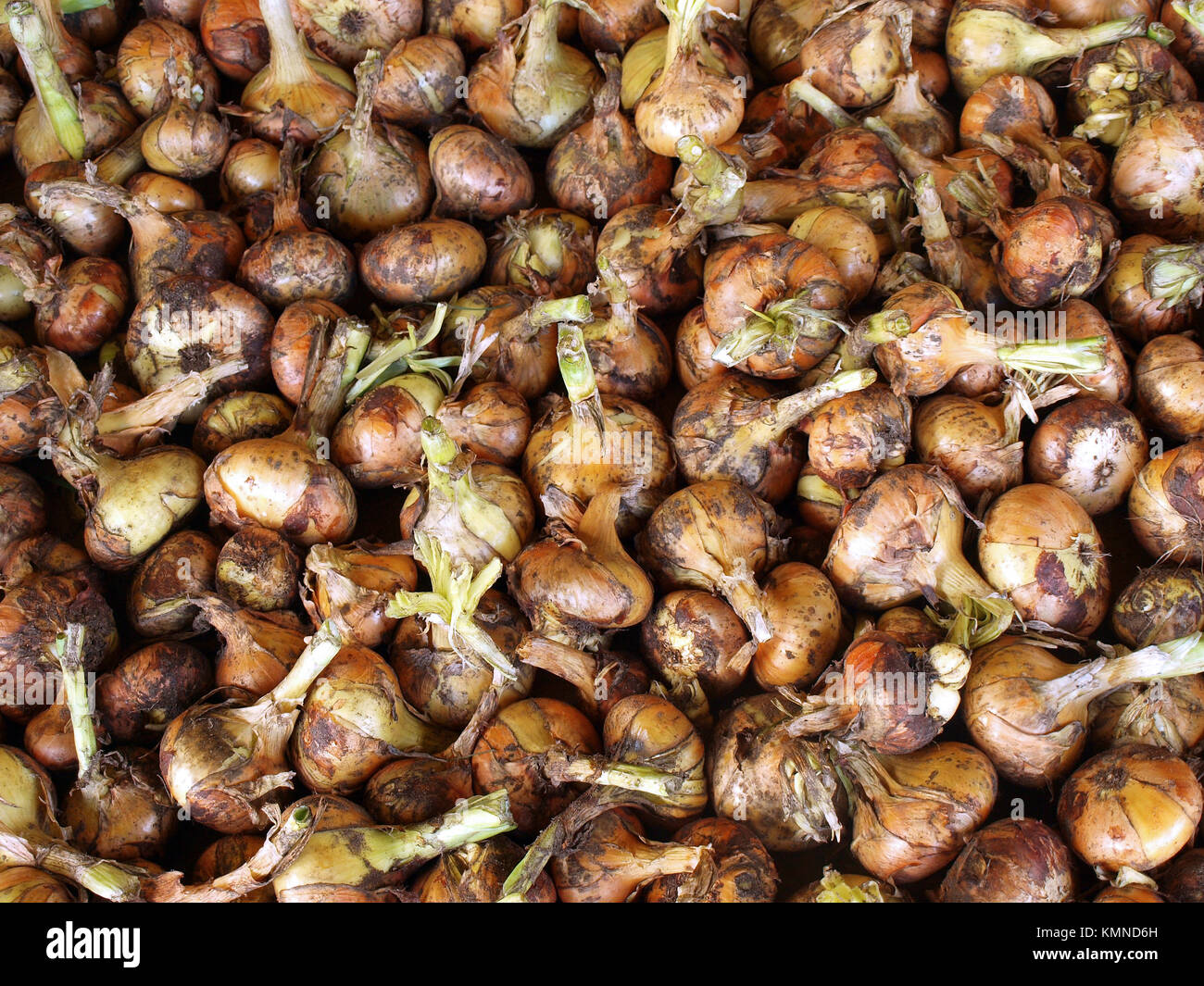 Dirty harvested onions drying outdoor close up Stock Photo - Alamy
