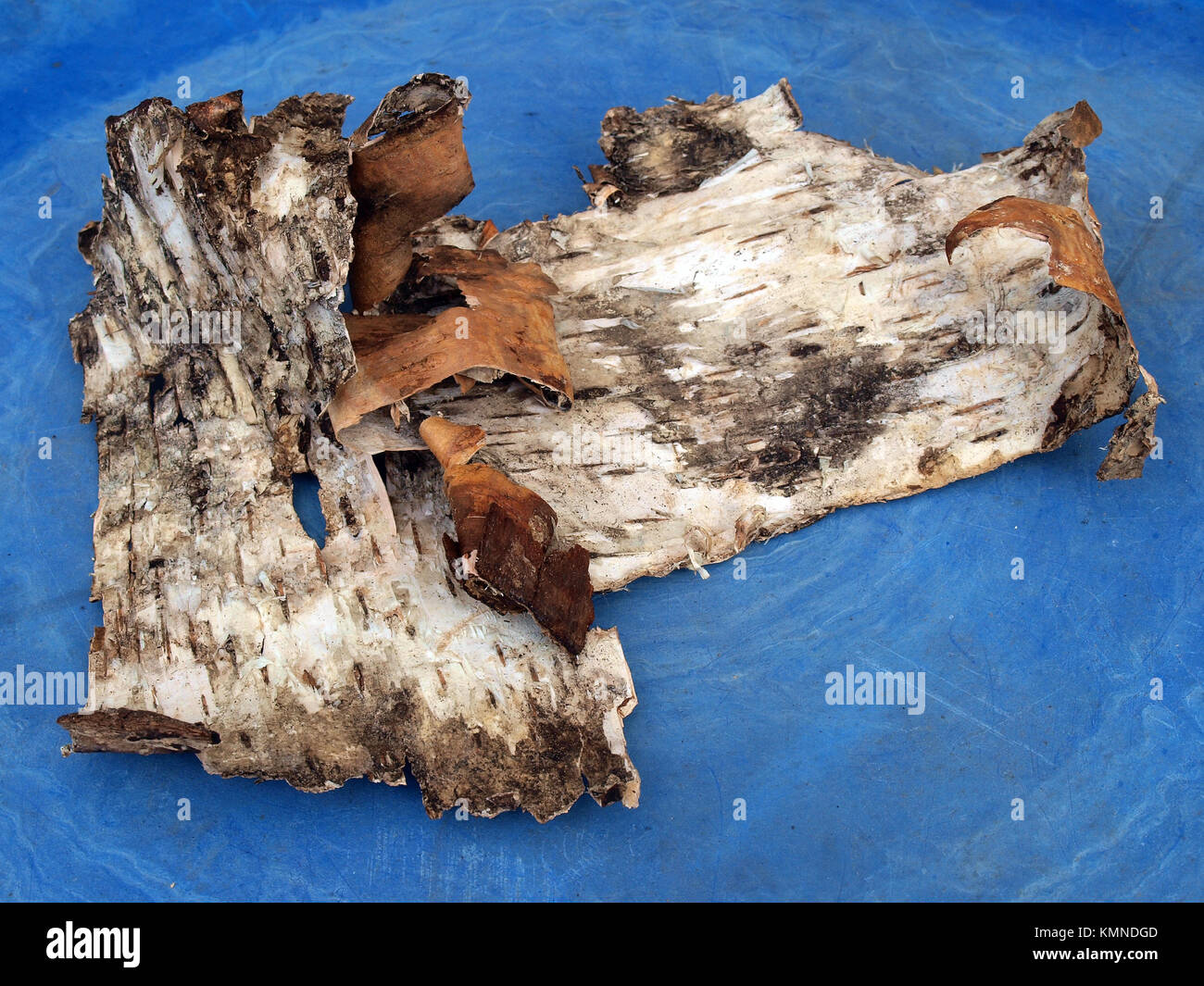 Dried birch tree bark piece on blue plastic background close up Stock ...