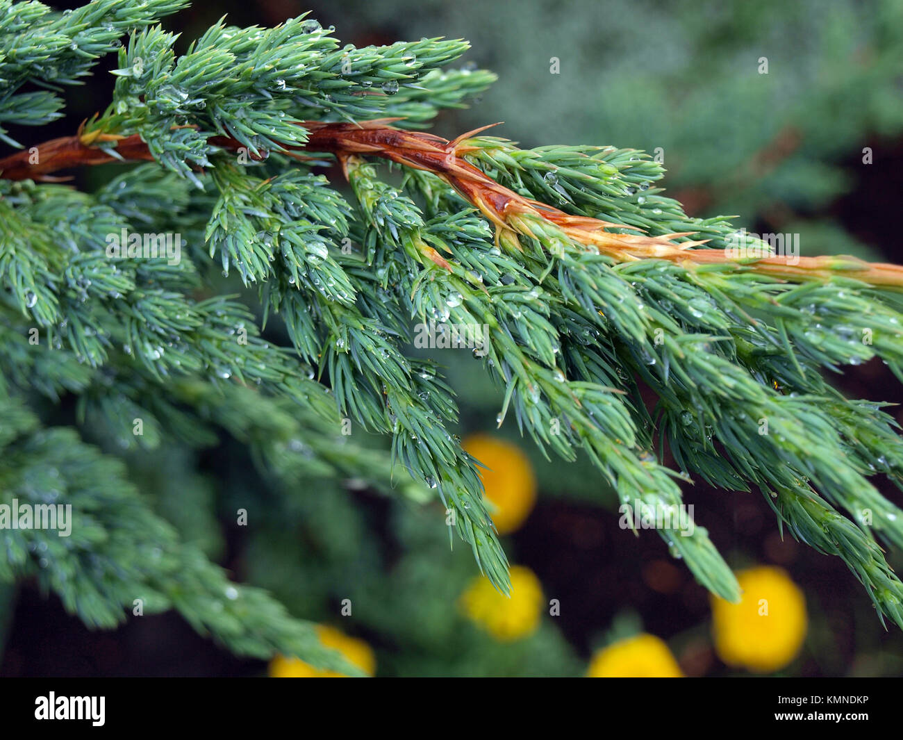 Cossack juniper branch with rain water drops on needles close up ...