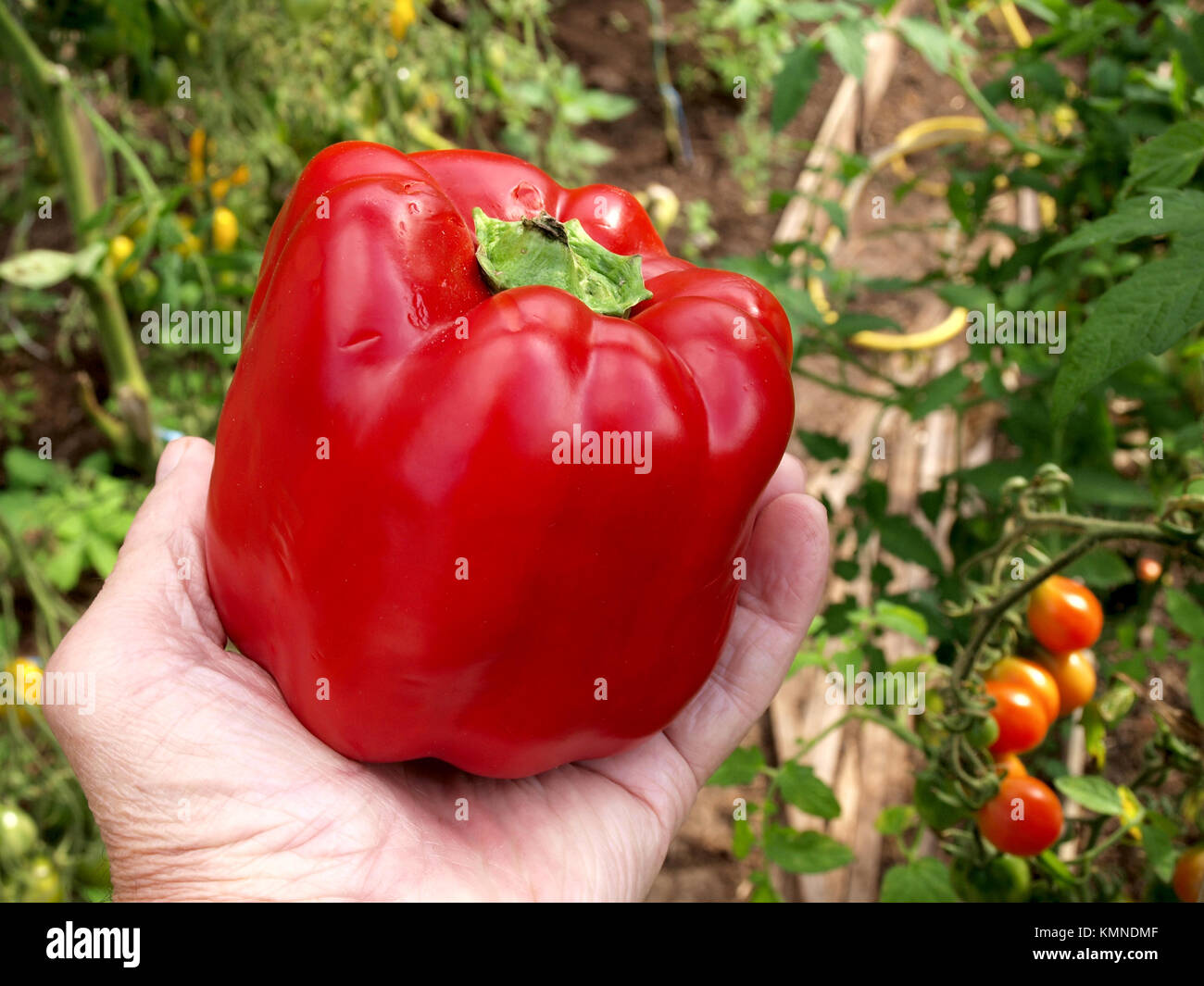 Big red paprika hi-res stock photography and images - Alamy