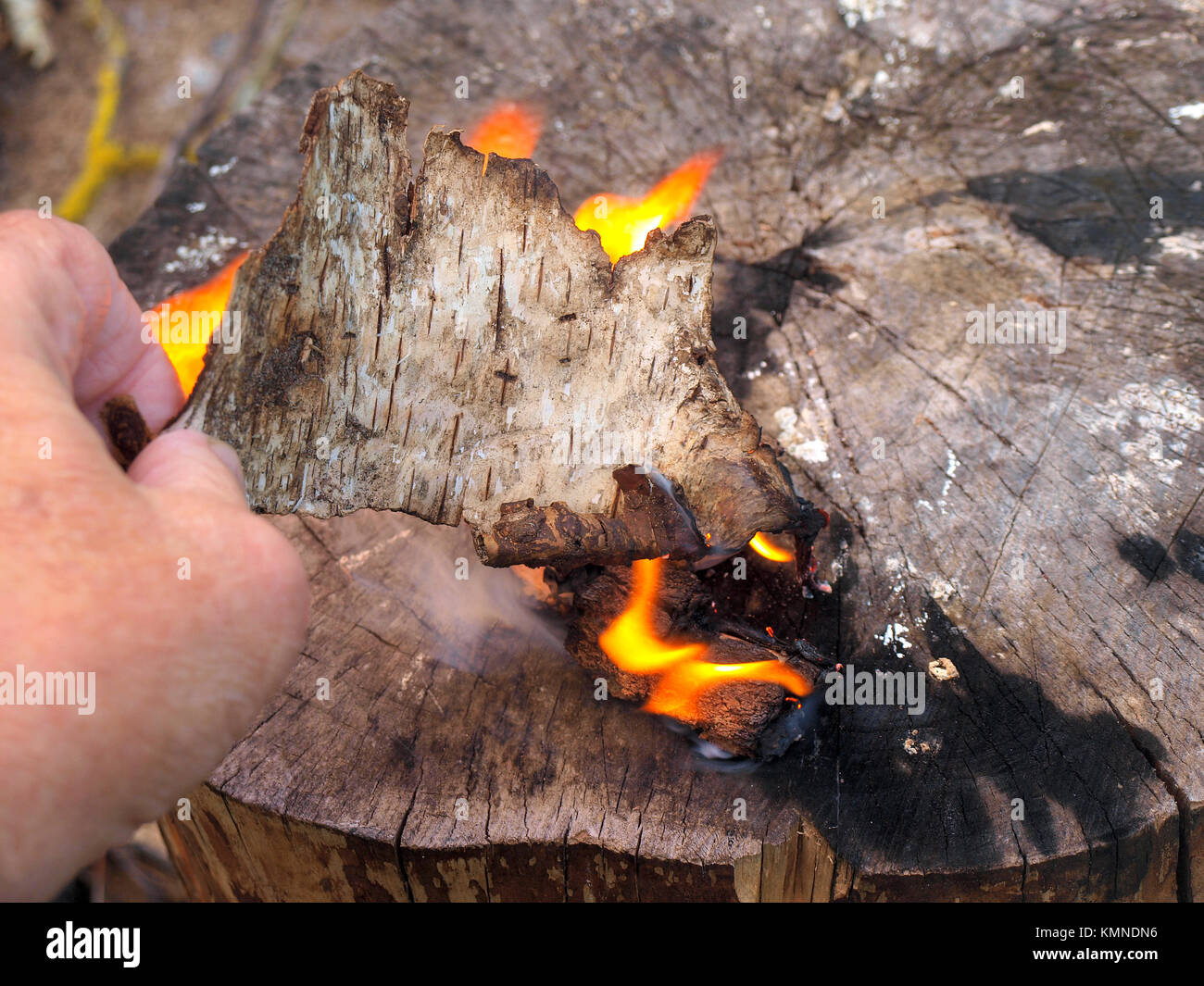 Hand holding burning birch bark on tree stump background close up Stock ...
