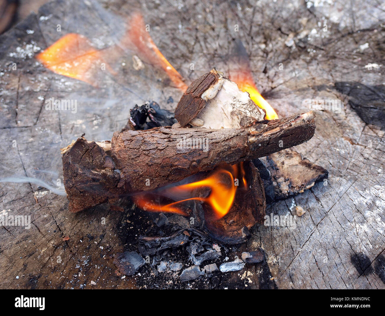 Burning birch bark on big tree stump close up Stock Photo - Alamy