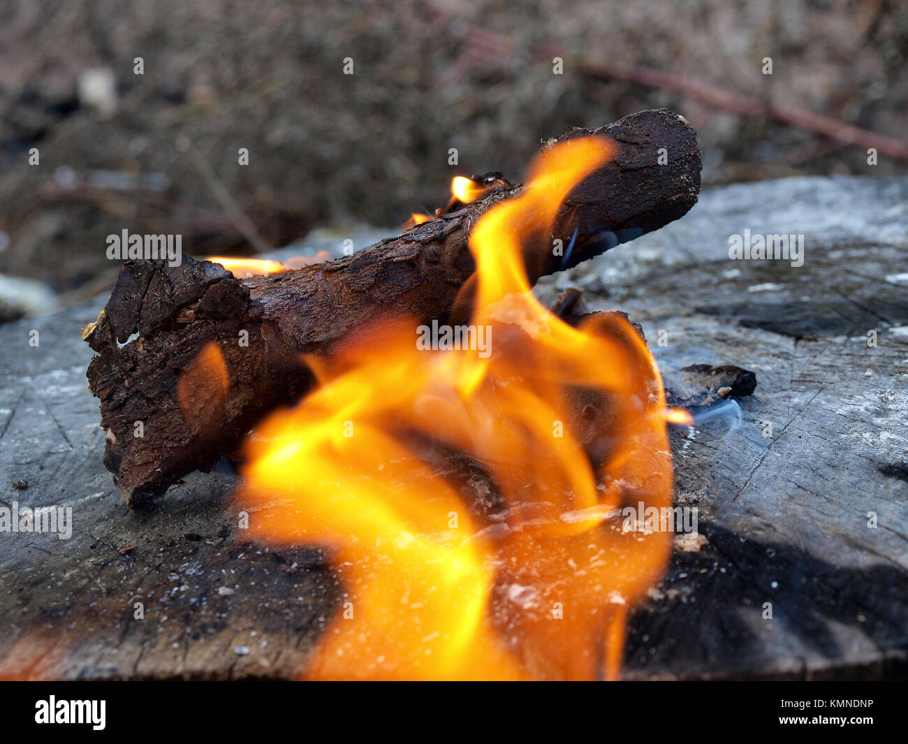 Roll of burning birch bark on big tree stump close up Stock Photo - Alamy