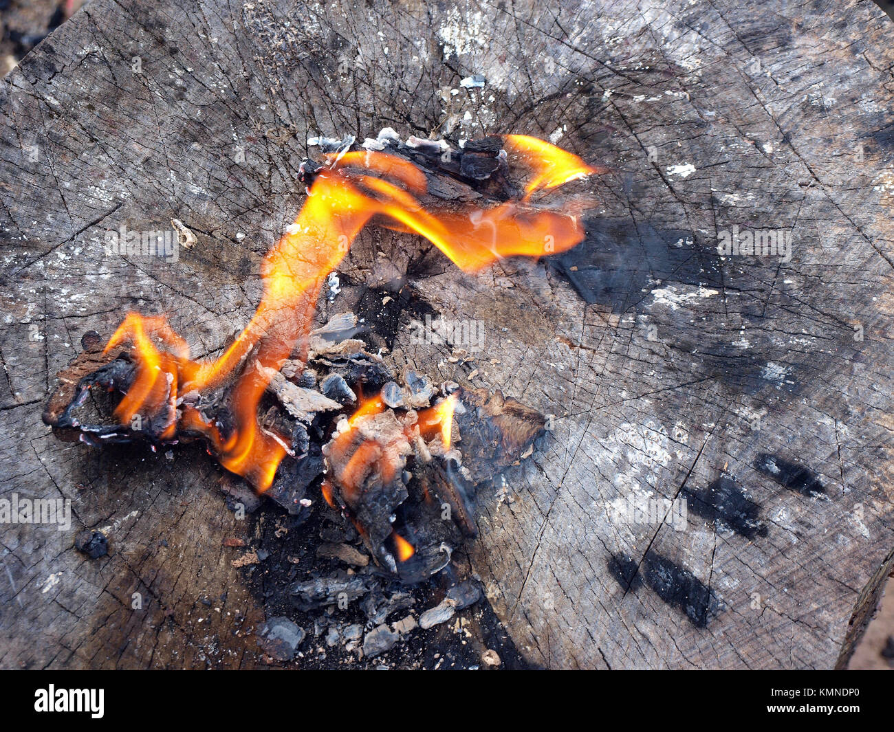 Burning birch bark on big tree stump close up top view Stock Photo - Alamy