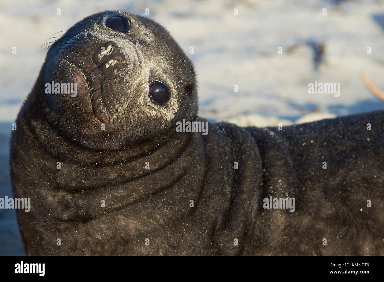Baby elephant seal in water hi-res stock photography and images - Alamy