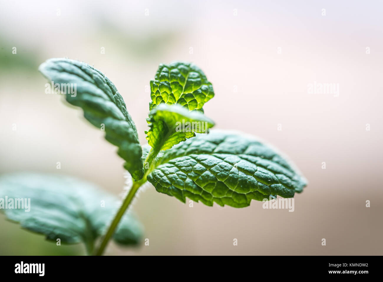 Bunch of fresh mint Stock Photo - Alamy