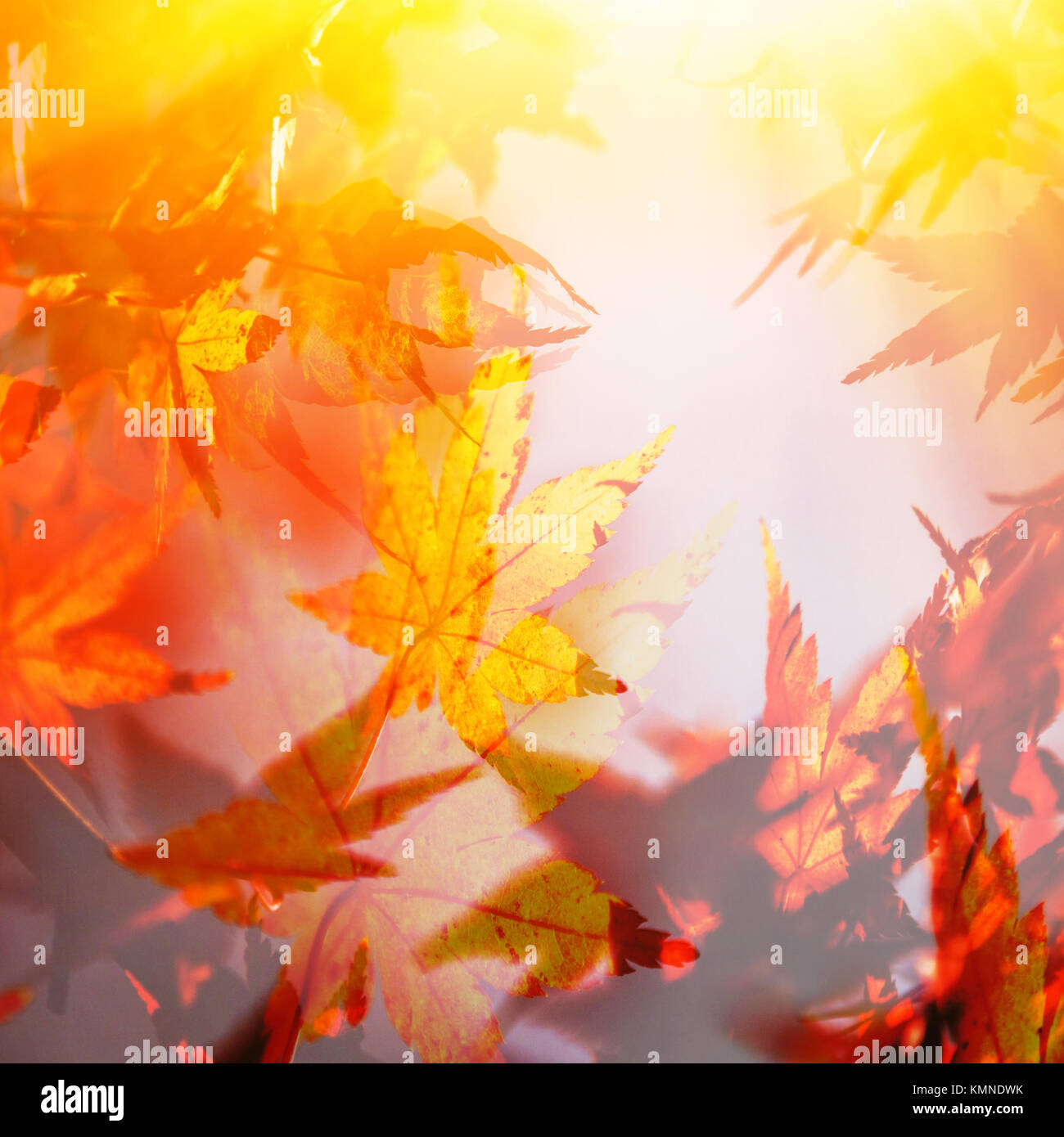 Colorful autumn leaves in the sun Stock Photo - Alamy