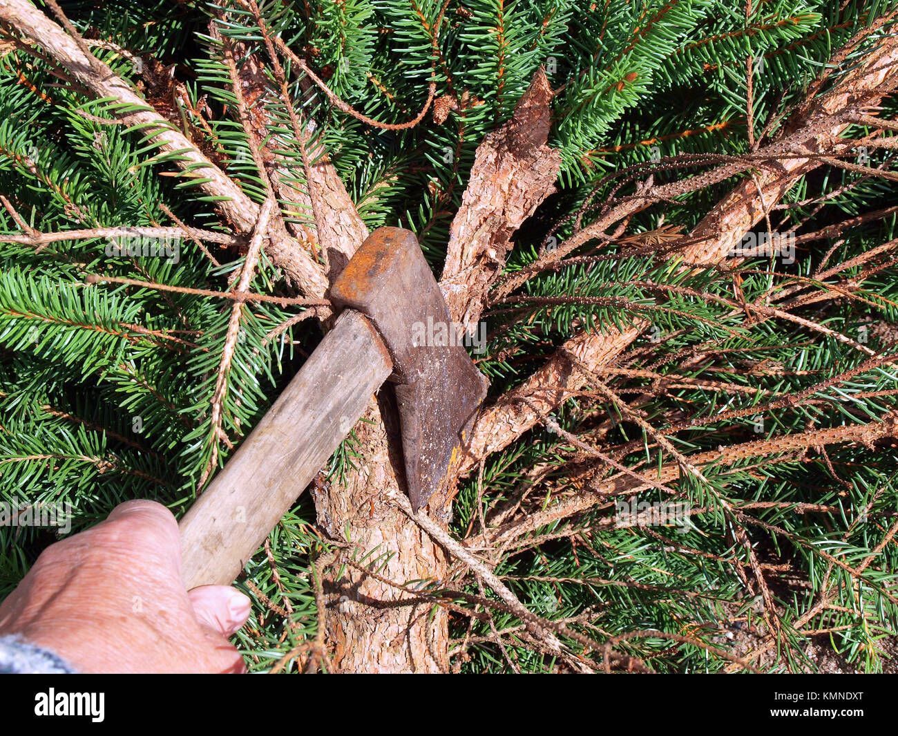 Cutting spruce hi-res stock photography and images - Alamy