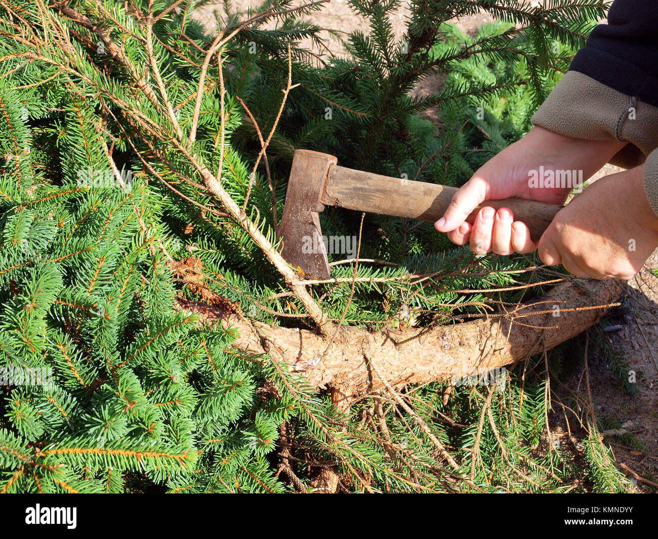 Cutting spruce or fir tree branch with small axe Stock Photo - Alamy