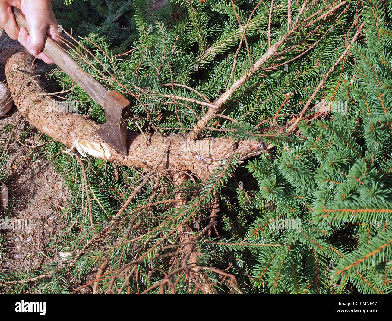 Cutting spruce hi-res stock photography and images - Alamy