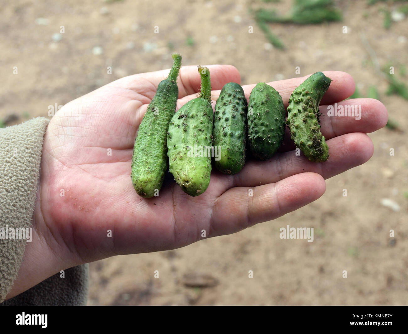 Small pepper cucumbers on hand close up Stock Photo - Alamy