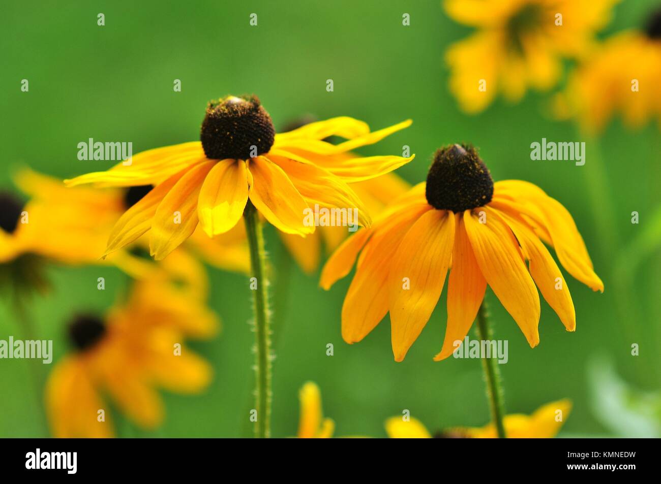 Flora in Poland Stock Photo - Alamy