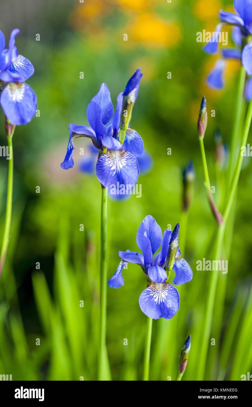 Flora in Poland Stock Photo - Alamy