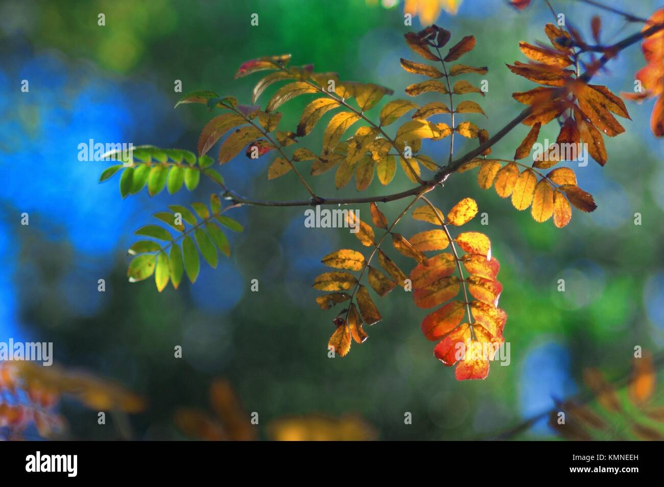 Flora in Poland Stock Photo - Alamy