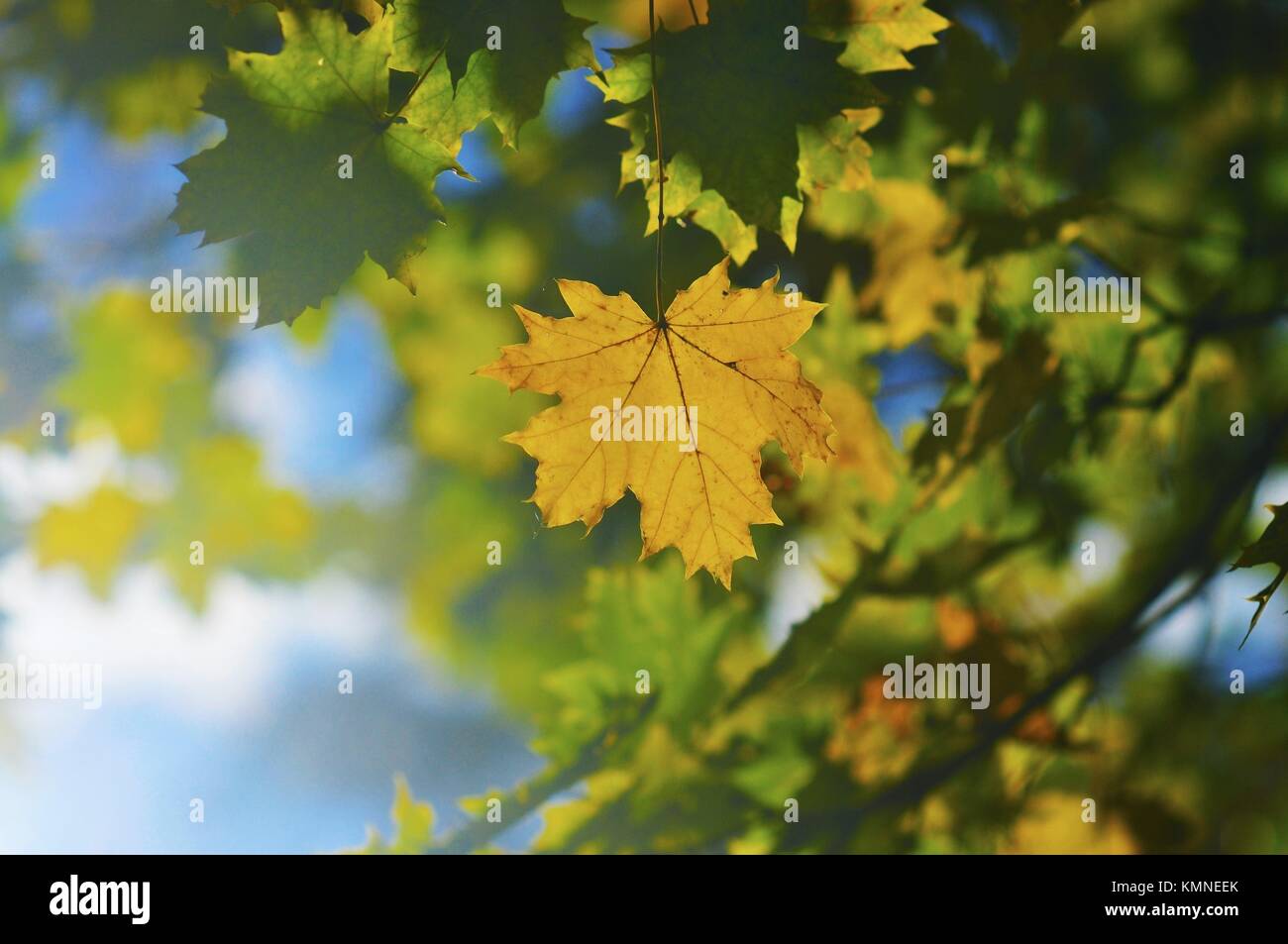 Flora in Poland Stock Photo - Alamy