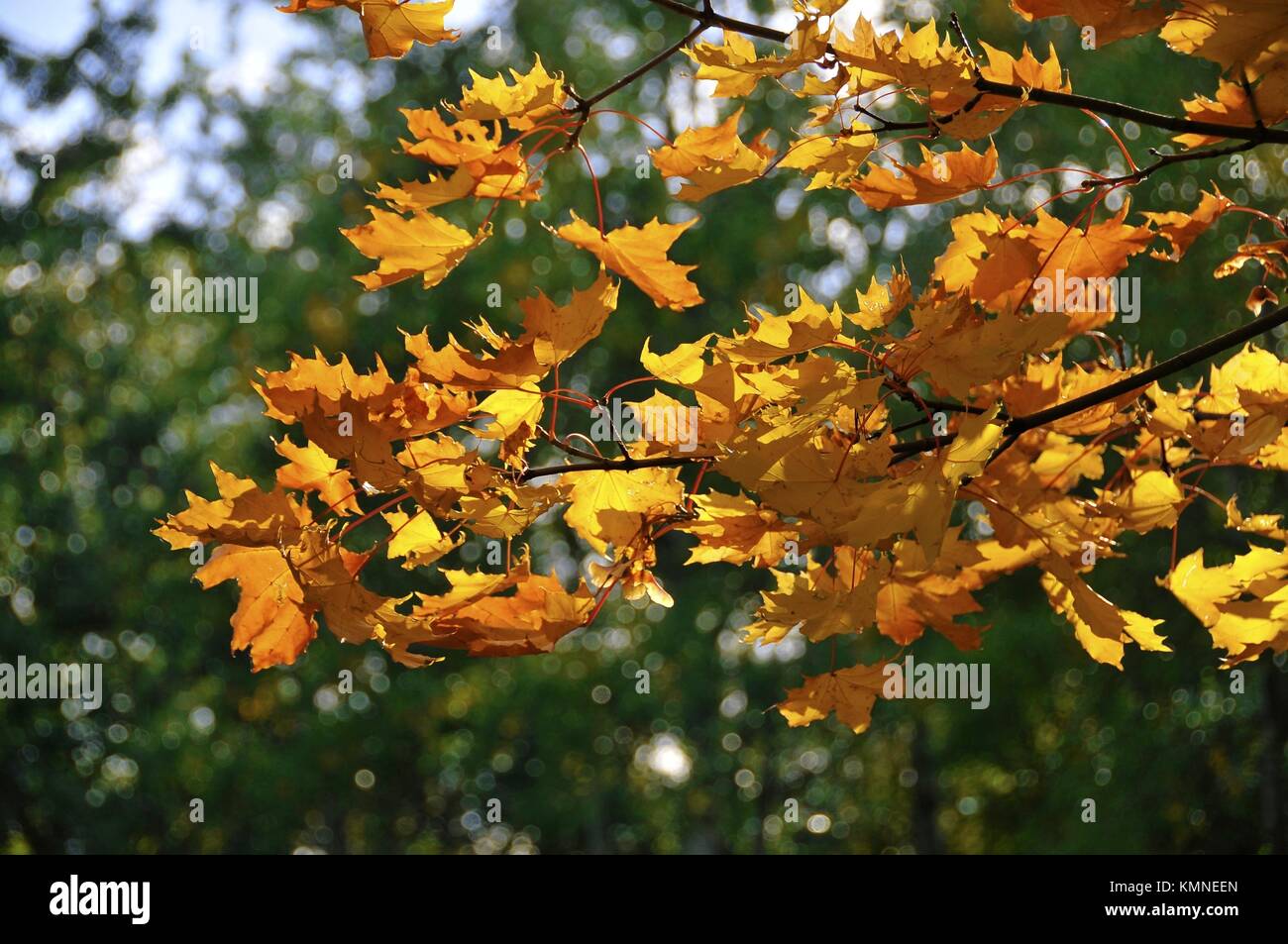 Flora in Poland Stock Photo - Alamy