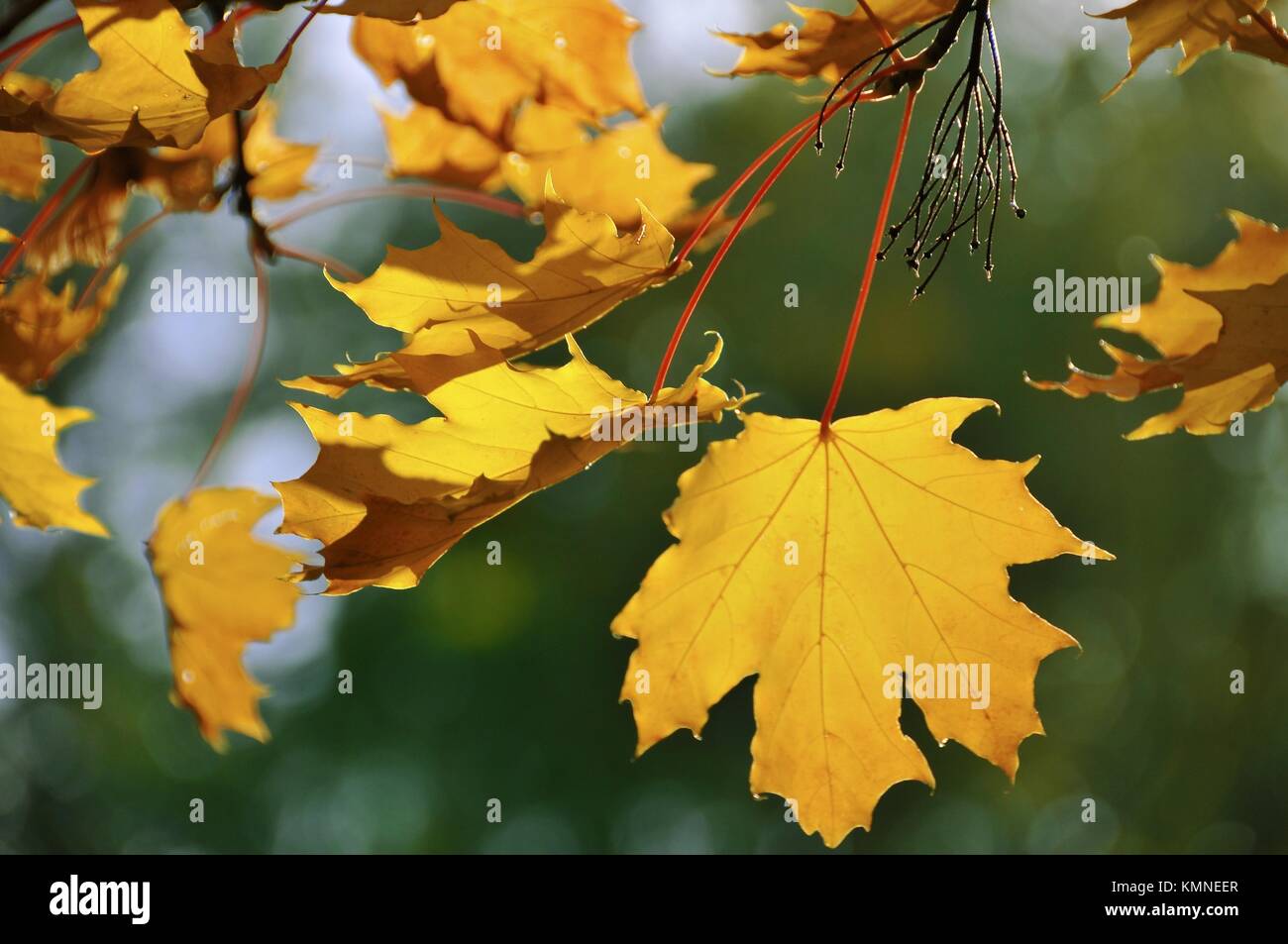 Flora in Poland Stock Photo - Alamy