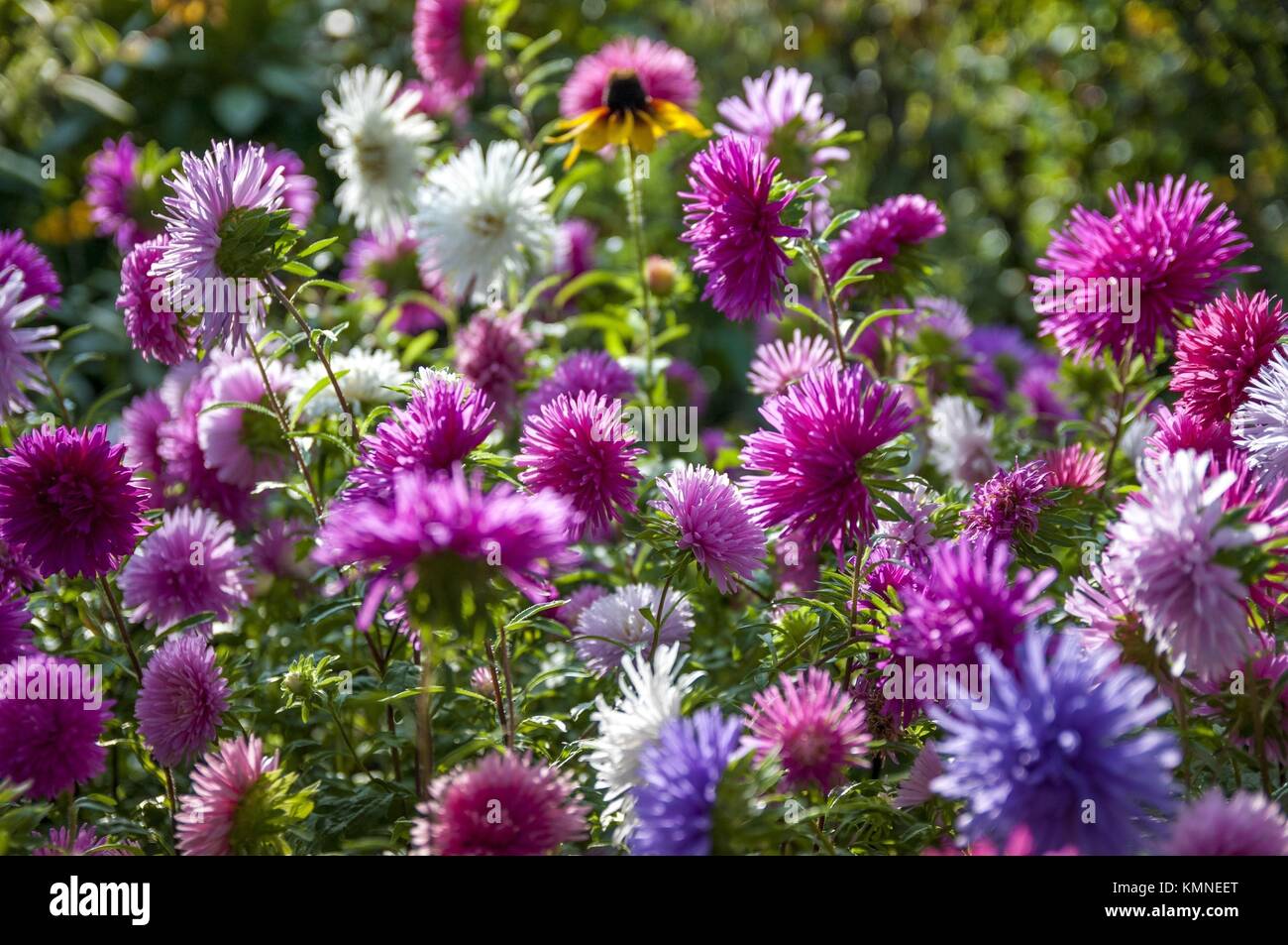 Flora in Poland Stock Photo - Alamy