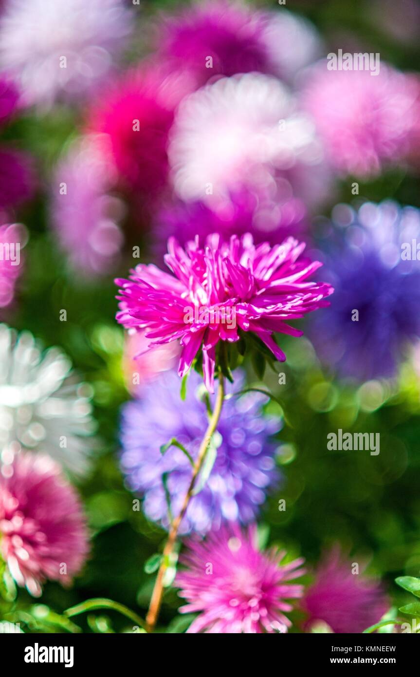 Flora in Poland Stock Photo - Alamy