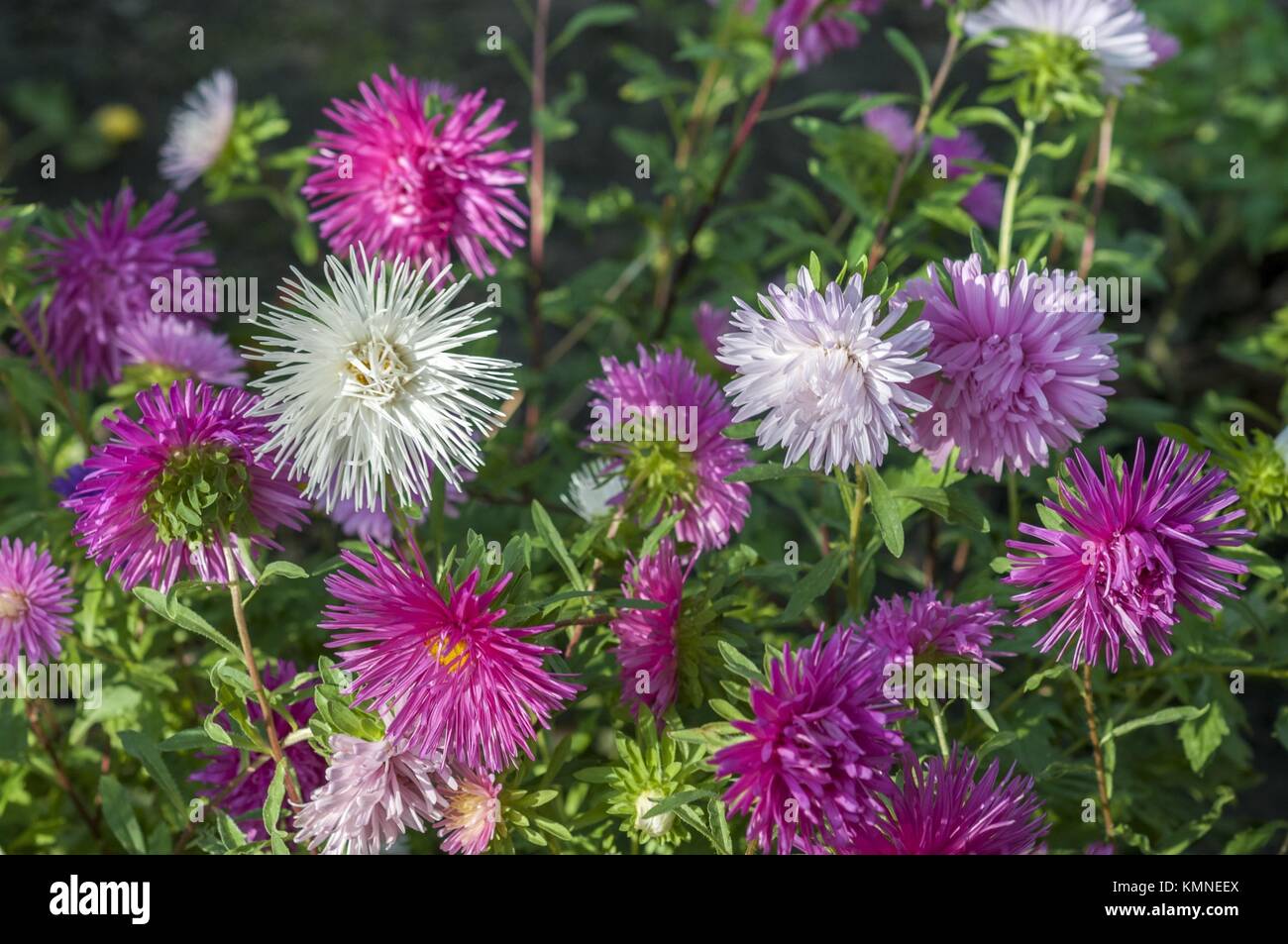 Flora in Poland Stock Photo - Alamy