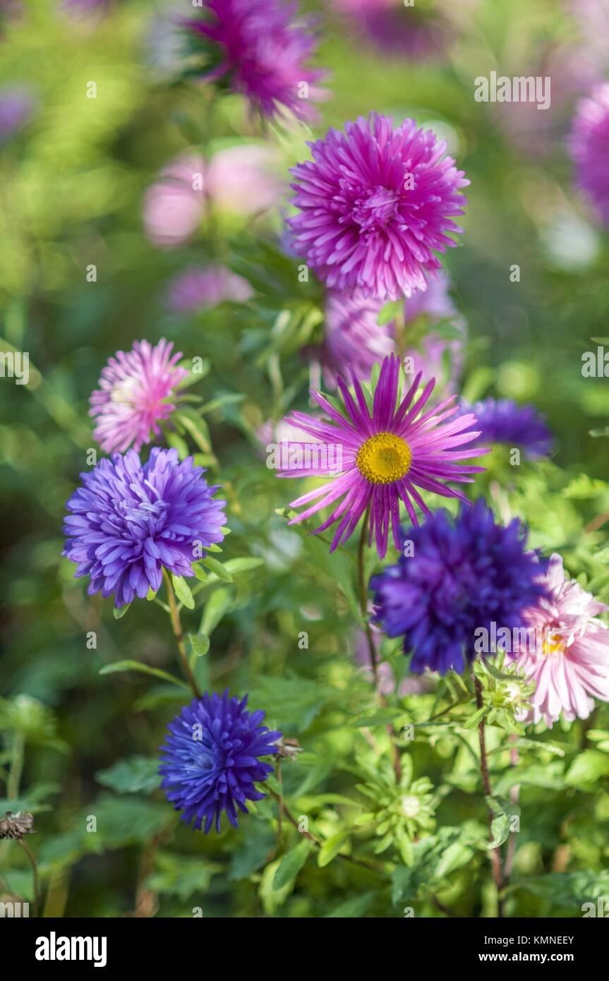 Flora in Poland Stock Photo - Alamy
