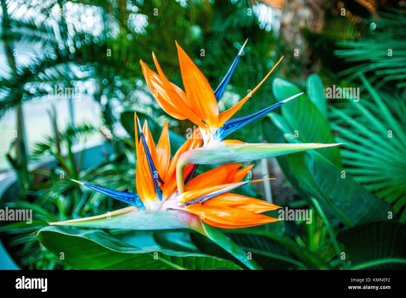Flora in Poland Stock Photo - Alamy