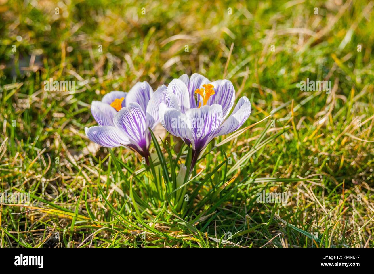 Flora in Poland Stock Photo - Alamy