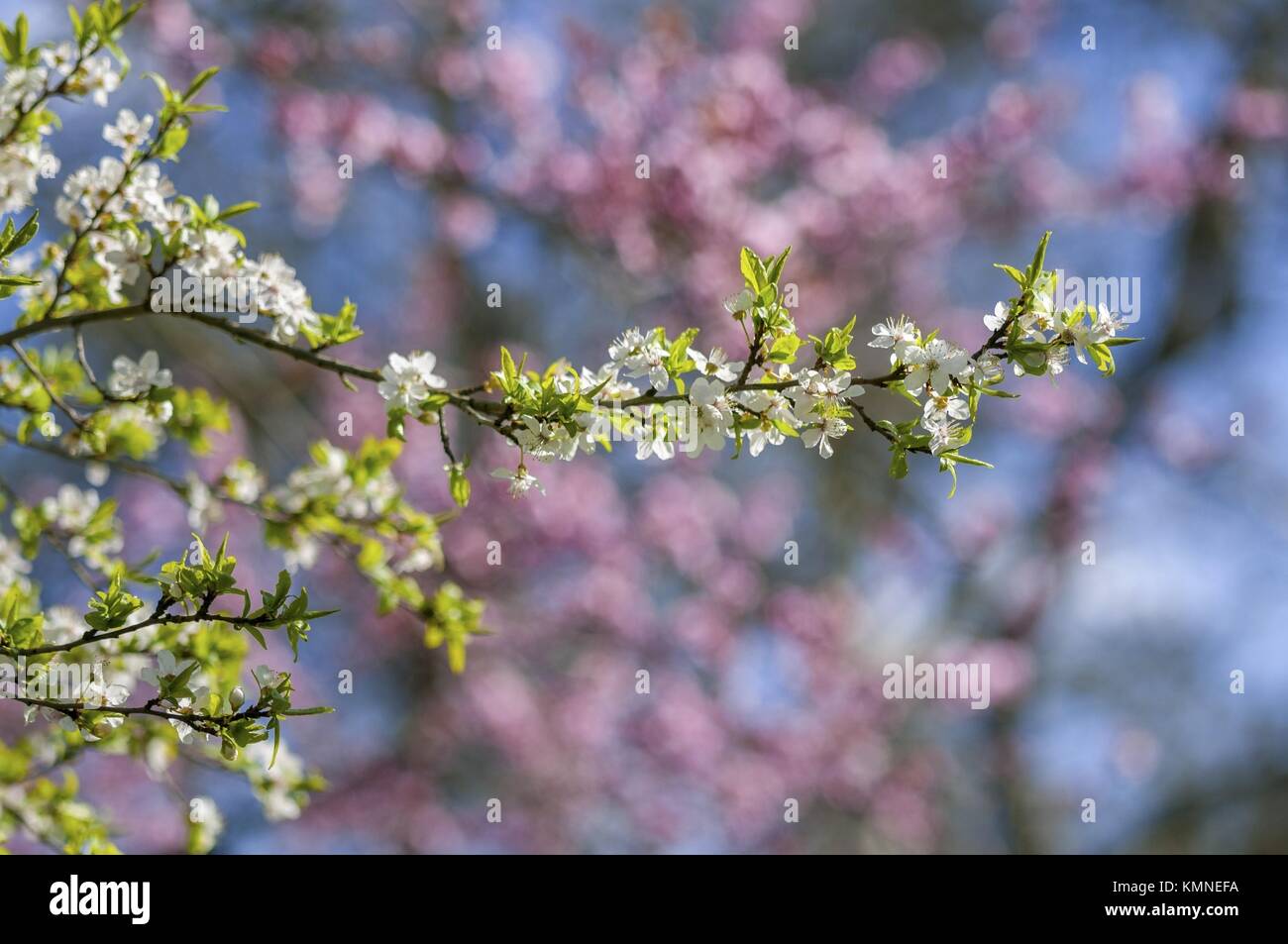 Flora in Poland Stock Photo - Alamy