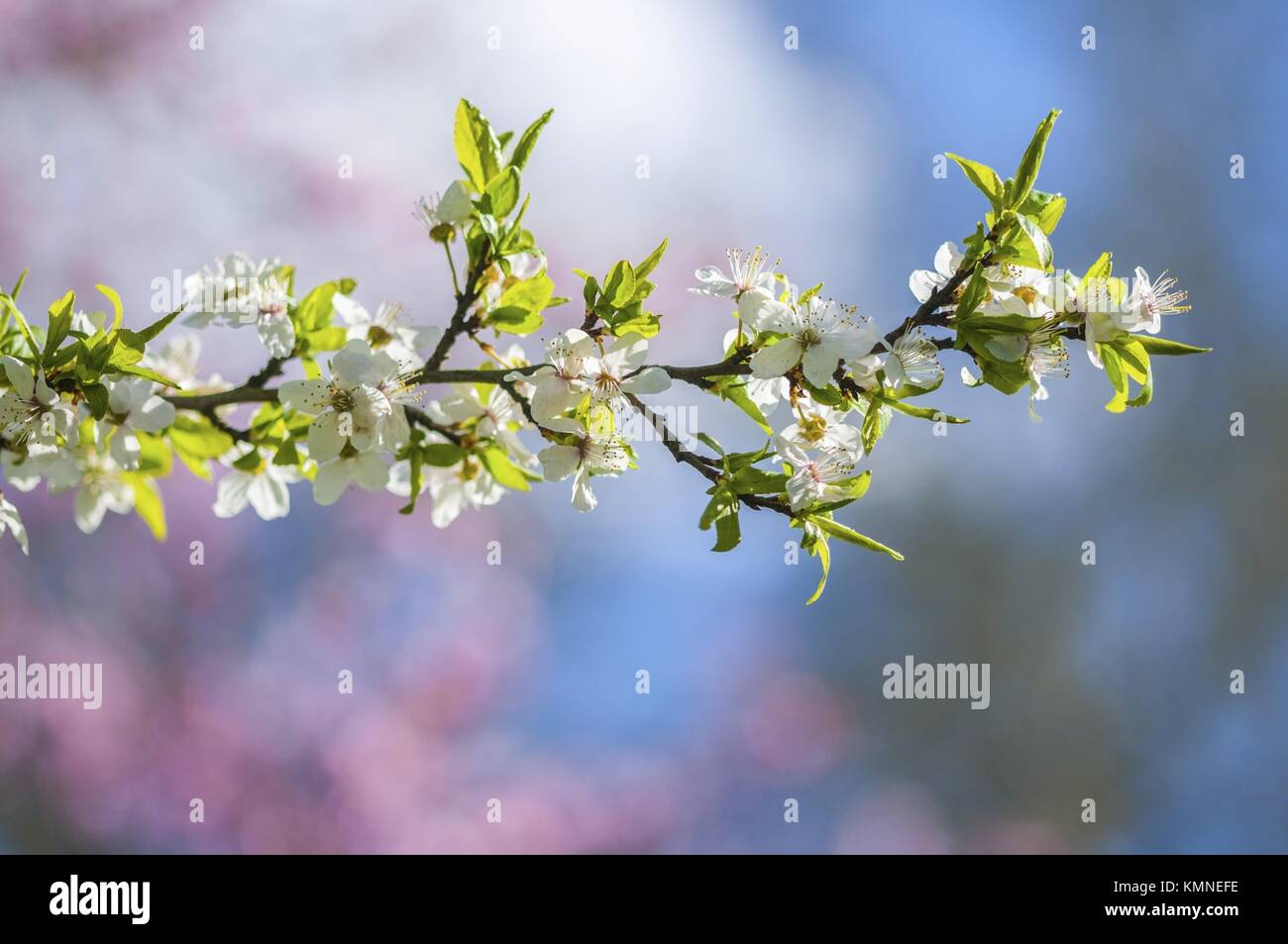 Flora in Poland Stock Photo - Alamy
